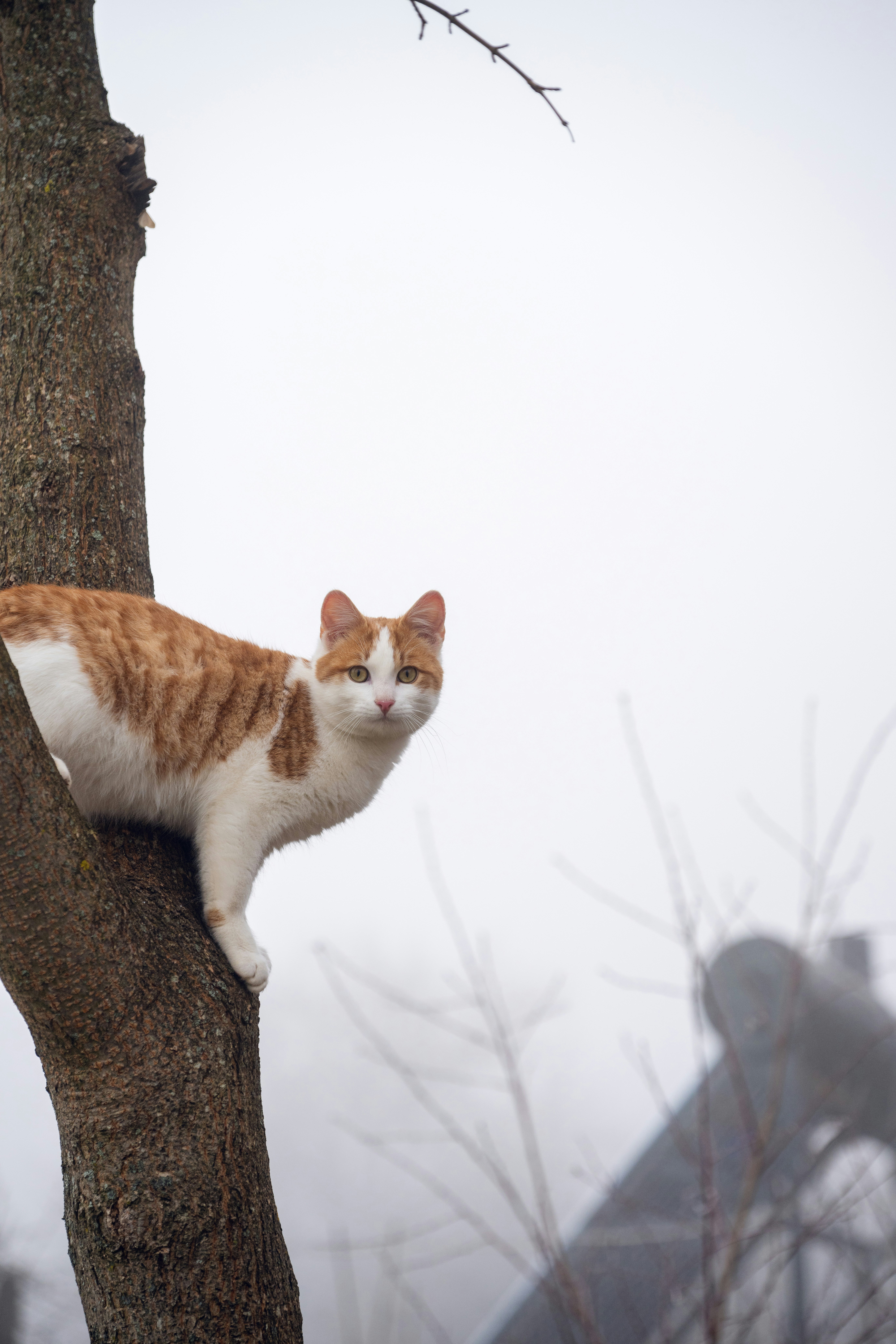 Calico Scout on a Winter Trunk: A Quiet Forest Moment