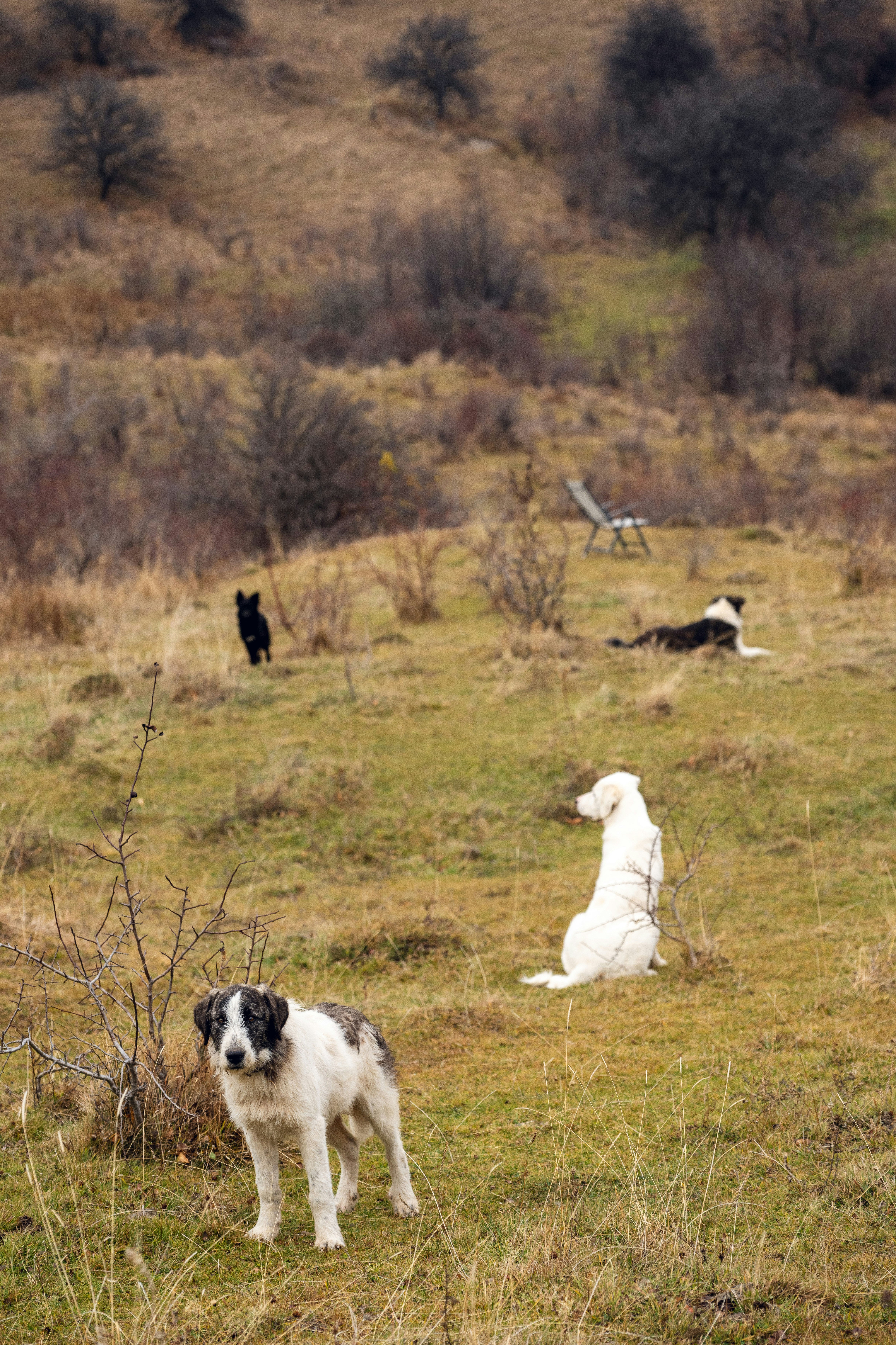 Trio of Hounds in a Quiet Autumn Meadow