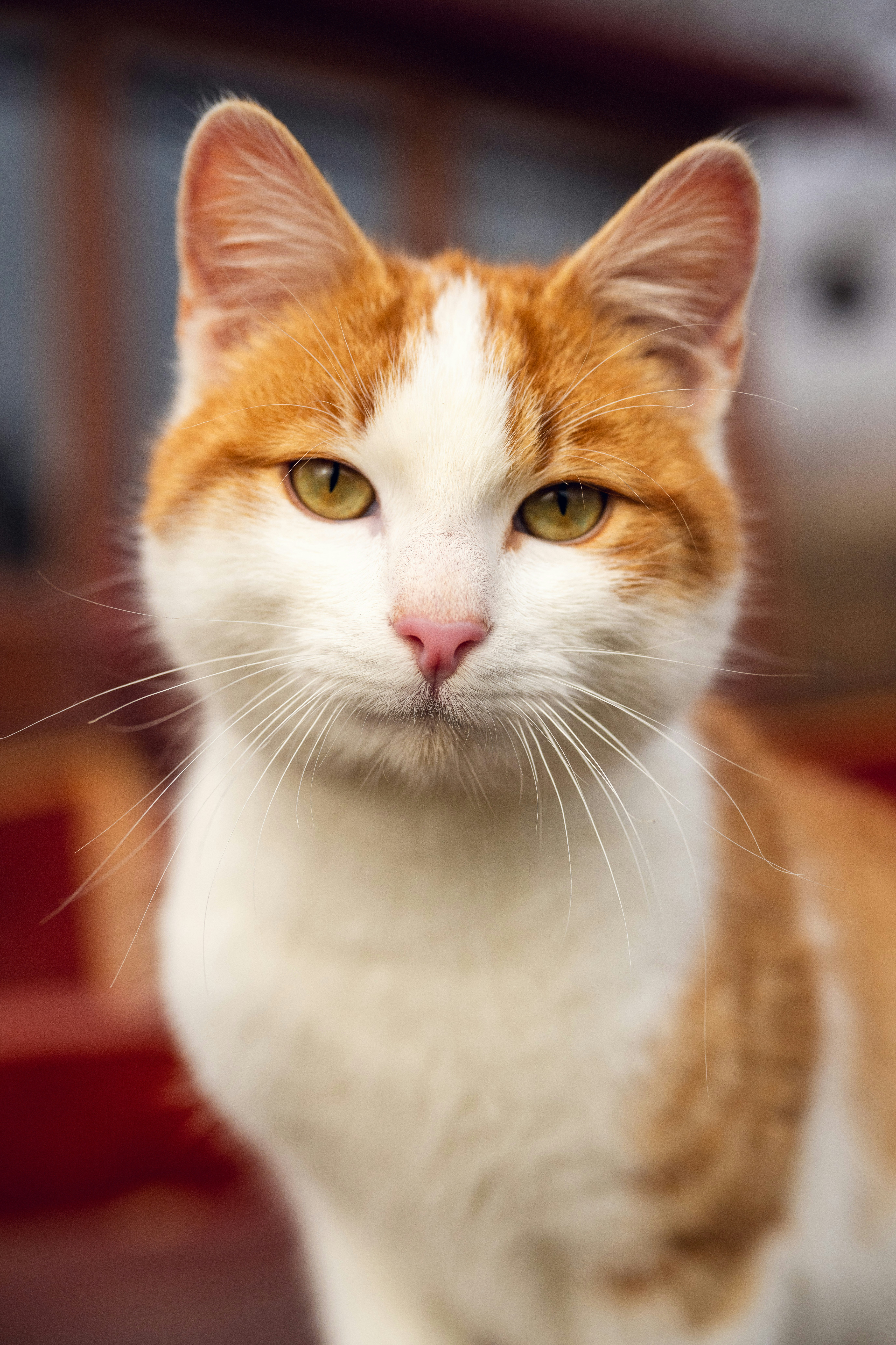 A close up of a cat on a chair photo – Free Cat Image on Unsplash