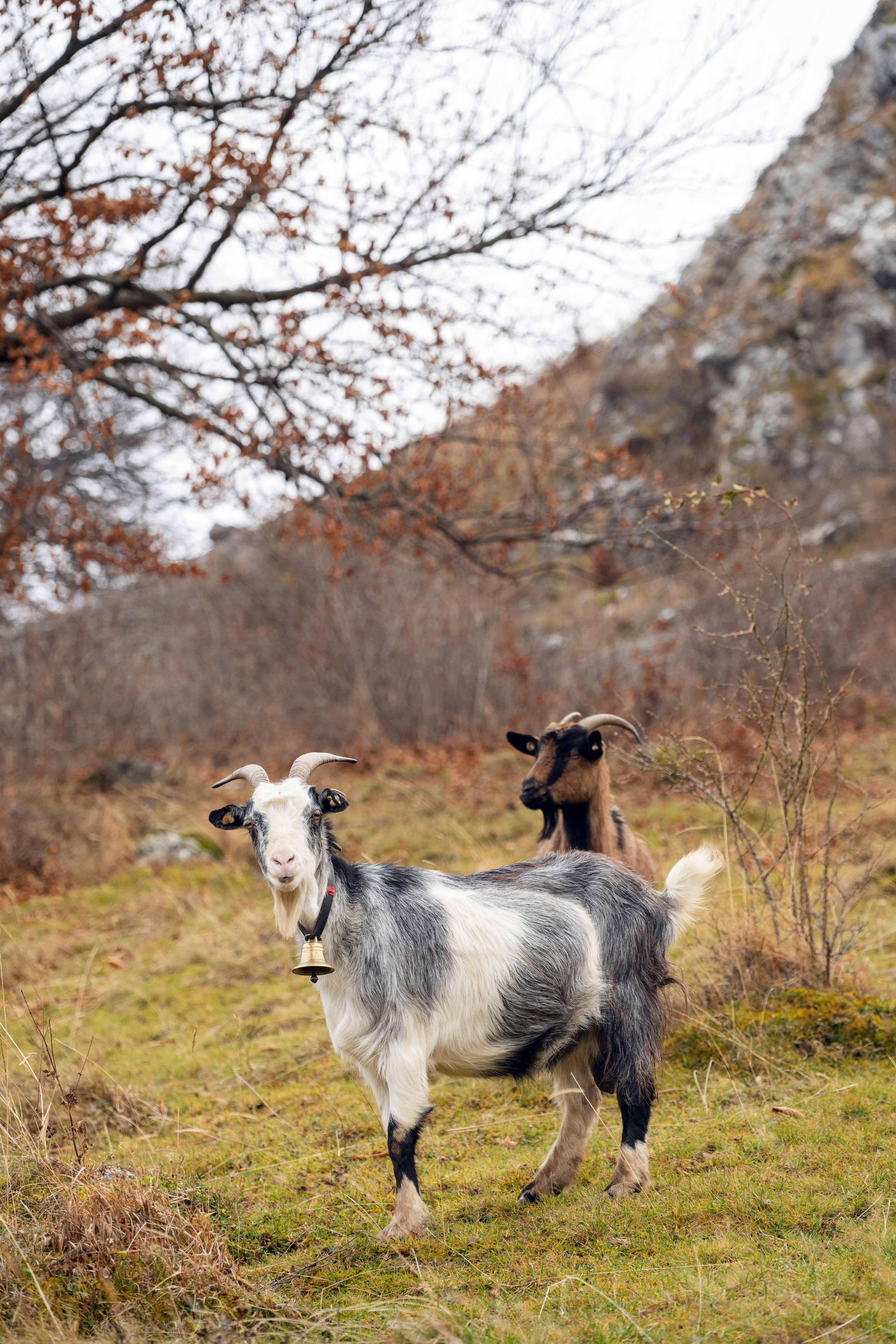 Autumn Bell in the Meadow: A White-Gray Goat Takes Center Stage