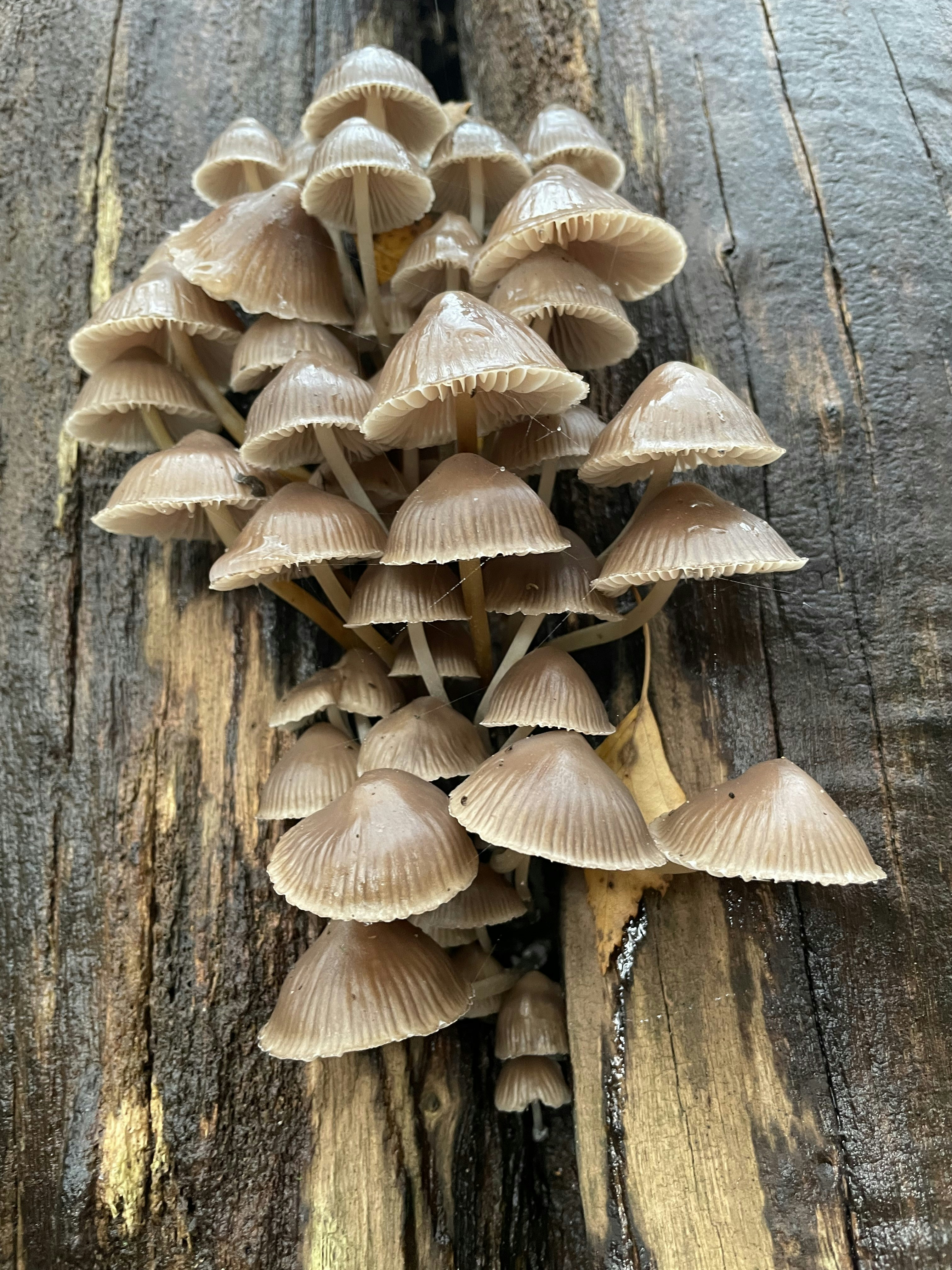 Conical Tan Mushrooms Clustered on Weathered Log