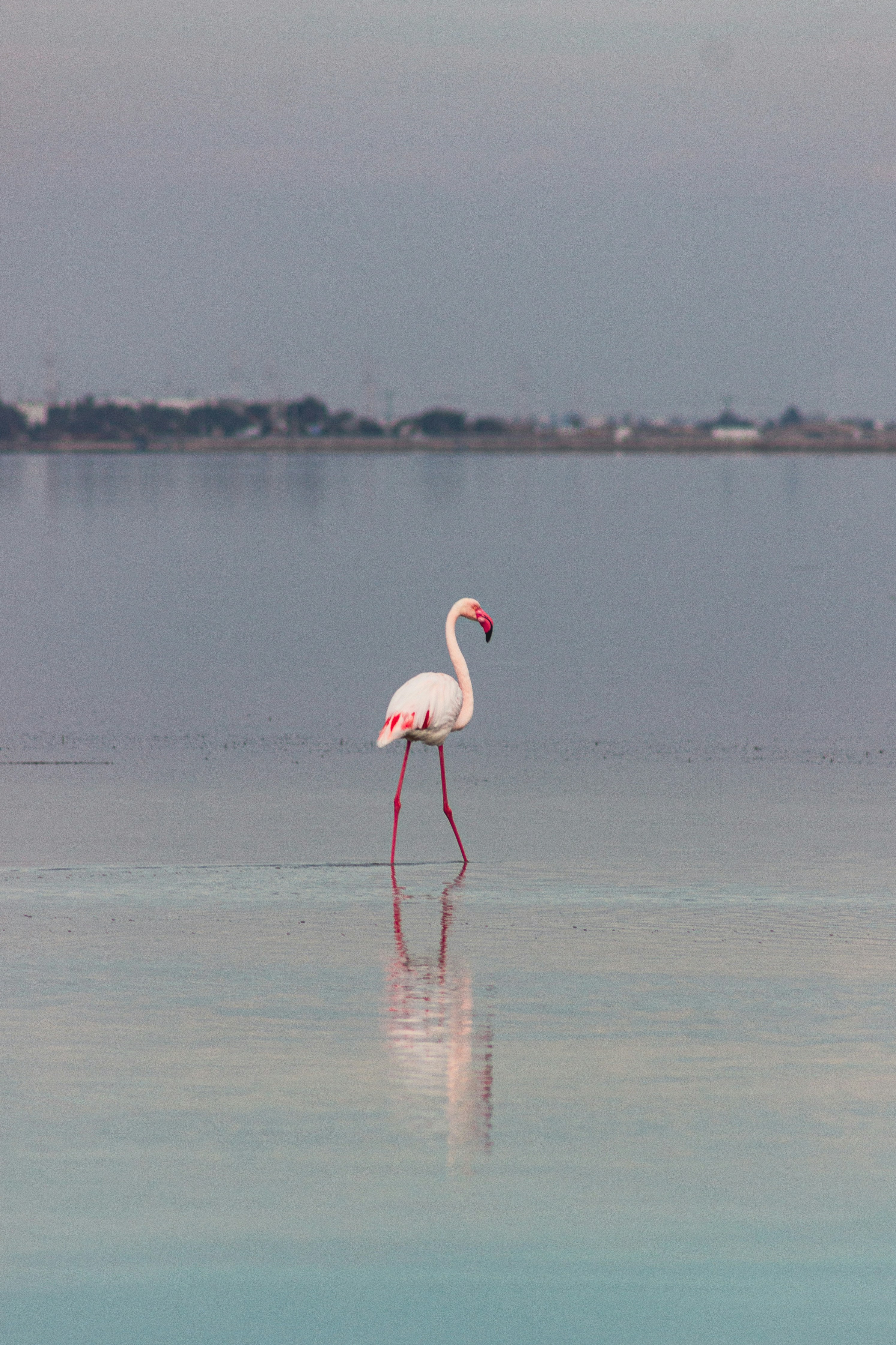 Un flamant rose marchant sur une grande étendue d’eau photo – Photo ...