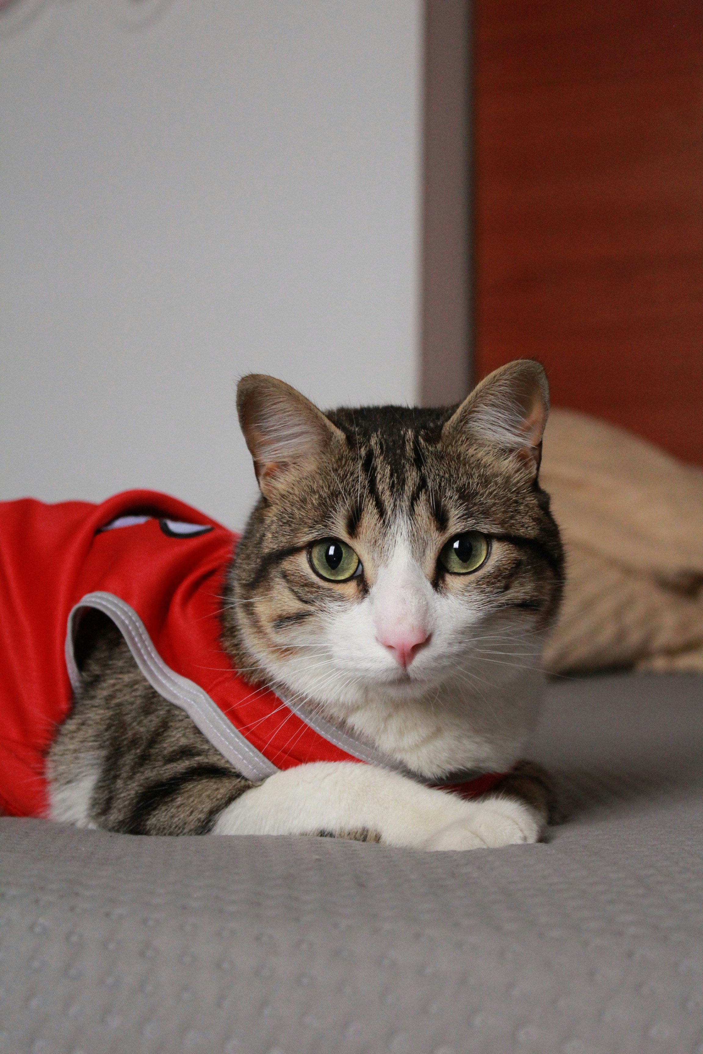 Cat in a Red Vest Reposes on a Dotted Bed