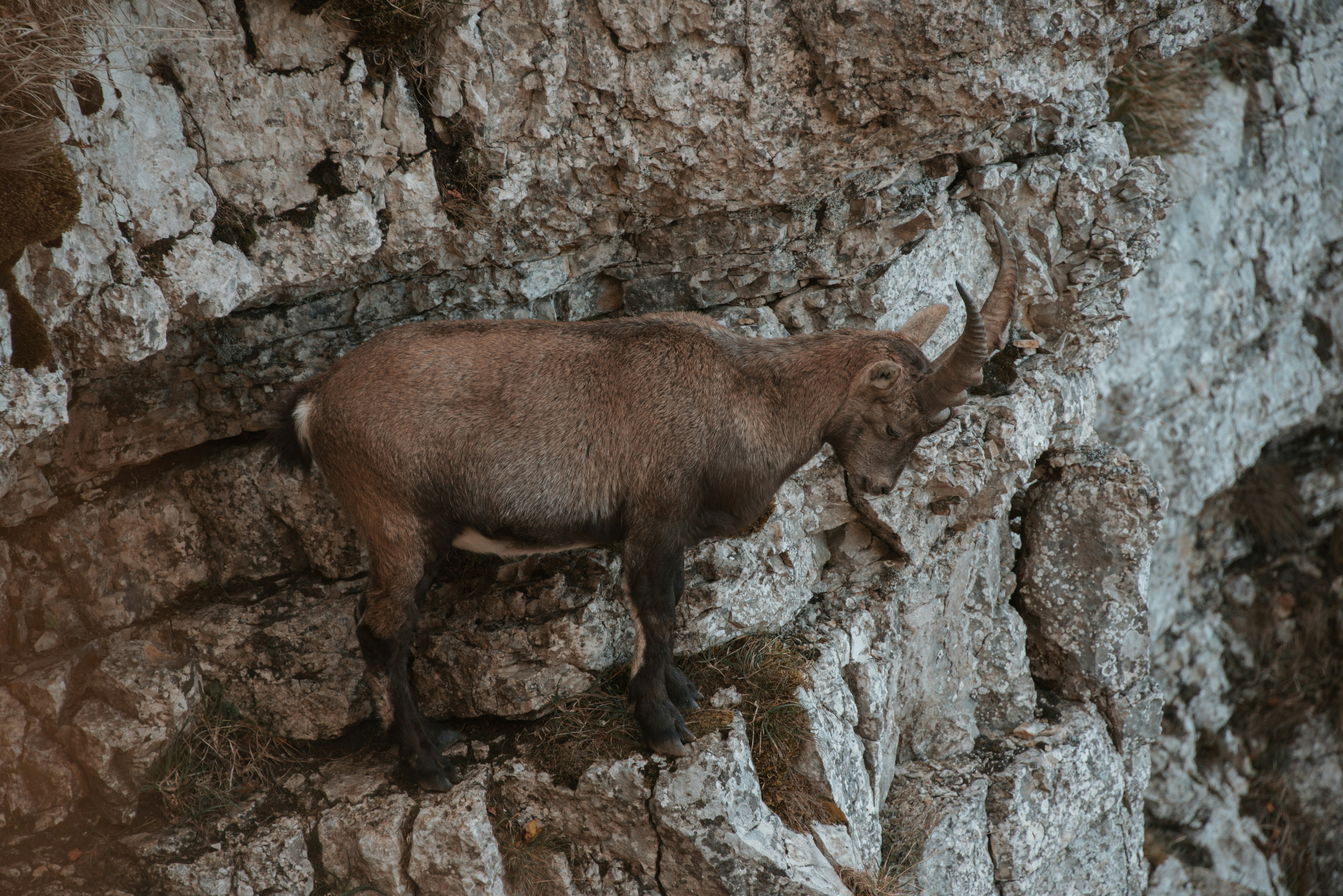 A mountain goat standing on a rocky cliff photo – Free Switzerland ...