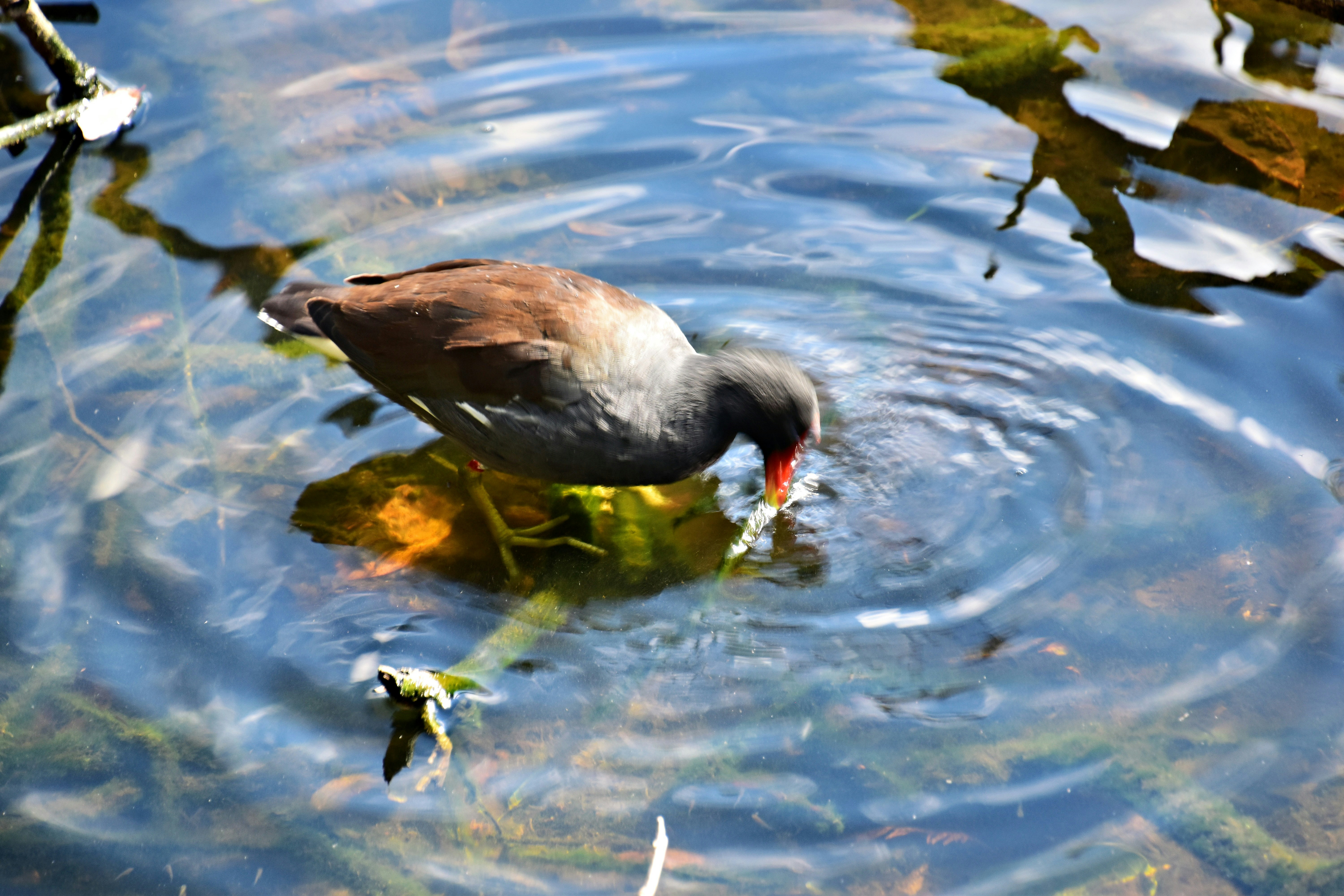 Moorhen at the Edge: Foraging Amid Gentle Ripples and Reflections