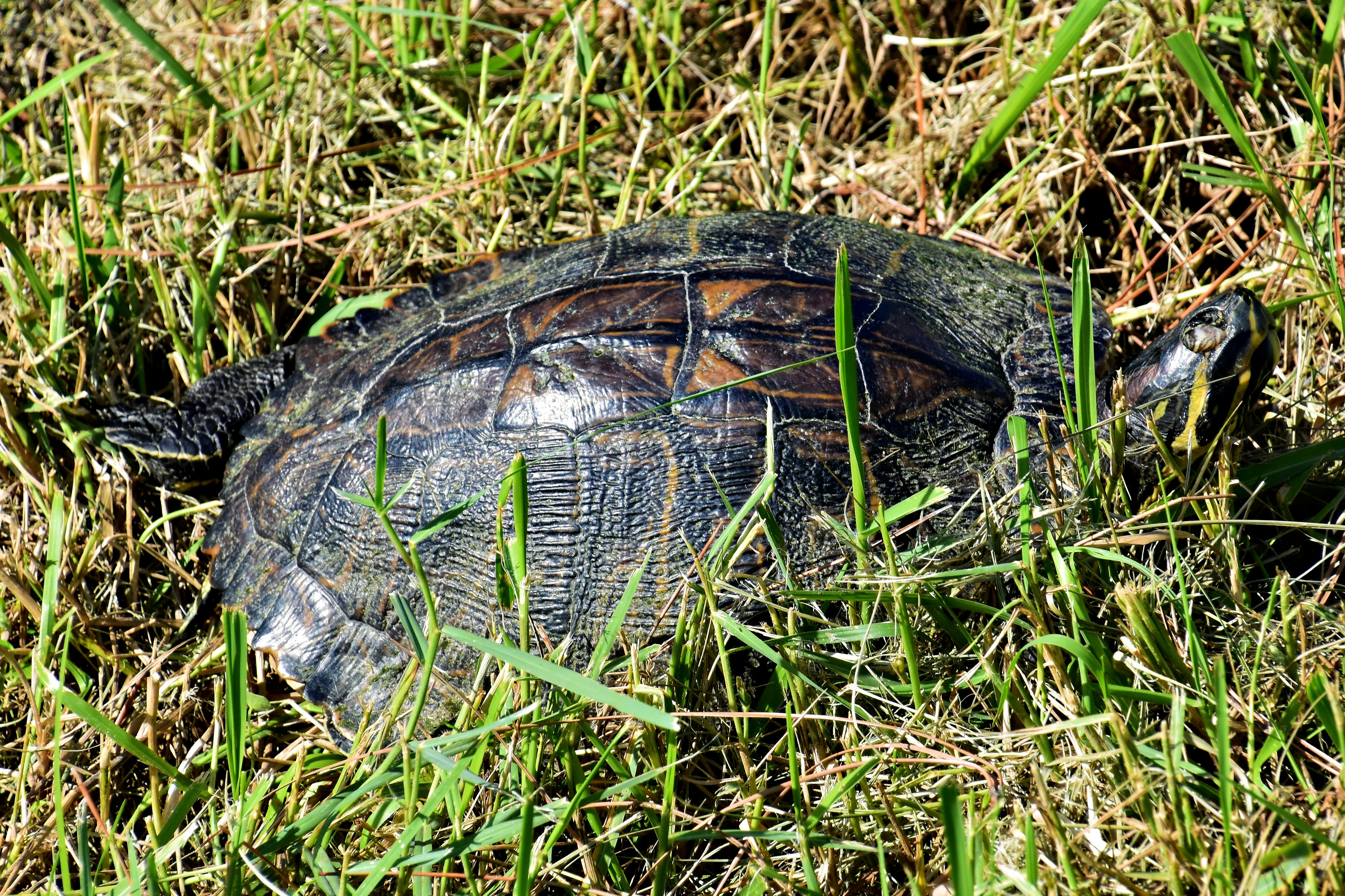Sunlit Shell in the Meadow: a turtle's quiet repose among grasses