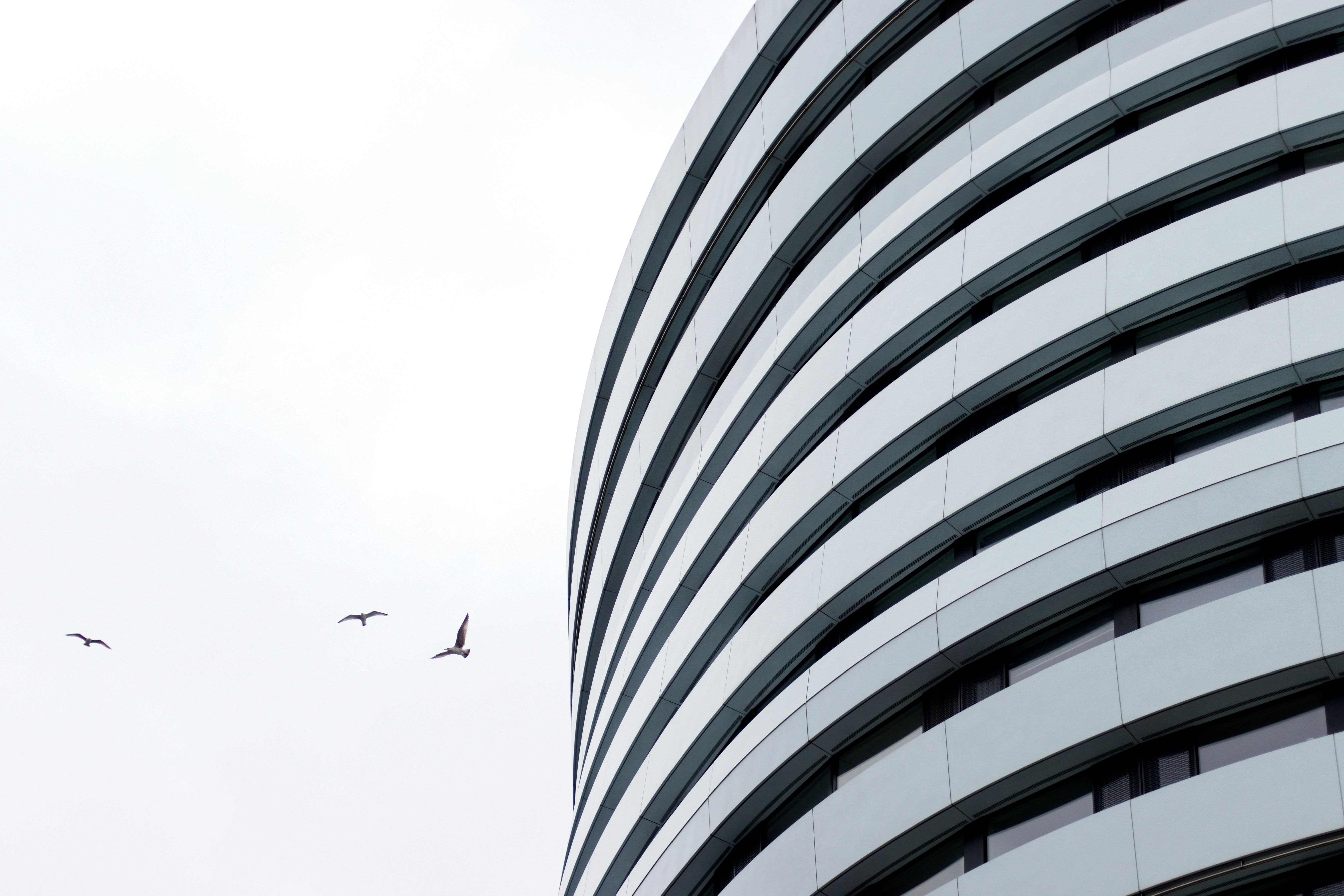 A couple of birds flying in front of a building photo – Free Building ...