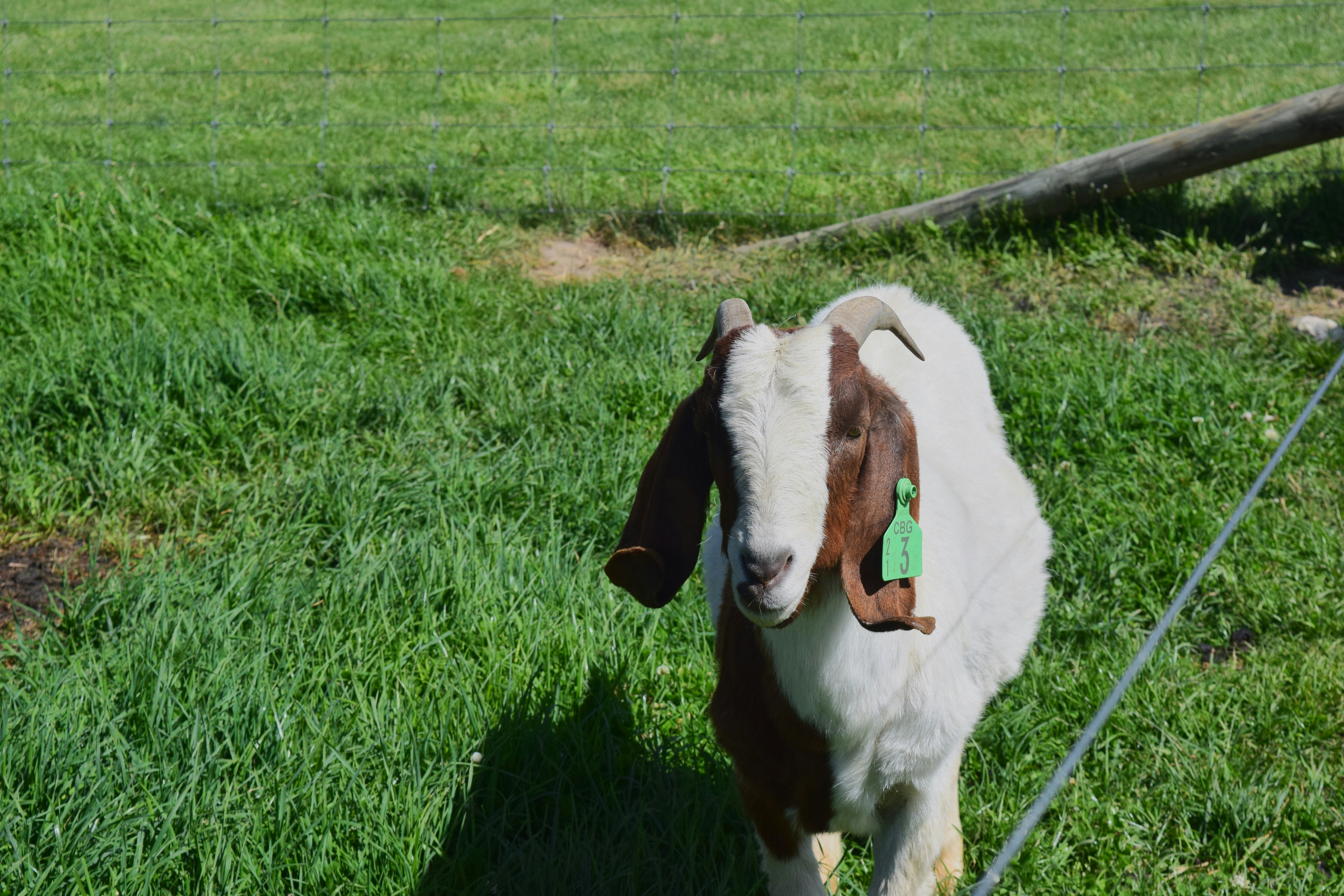 Goat with brown and white fur standing in a grassy field under bright sunlight.