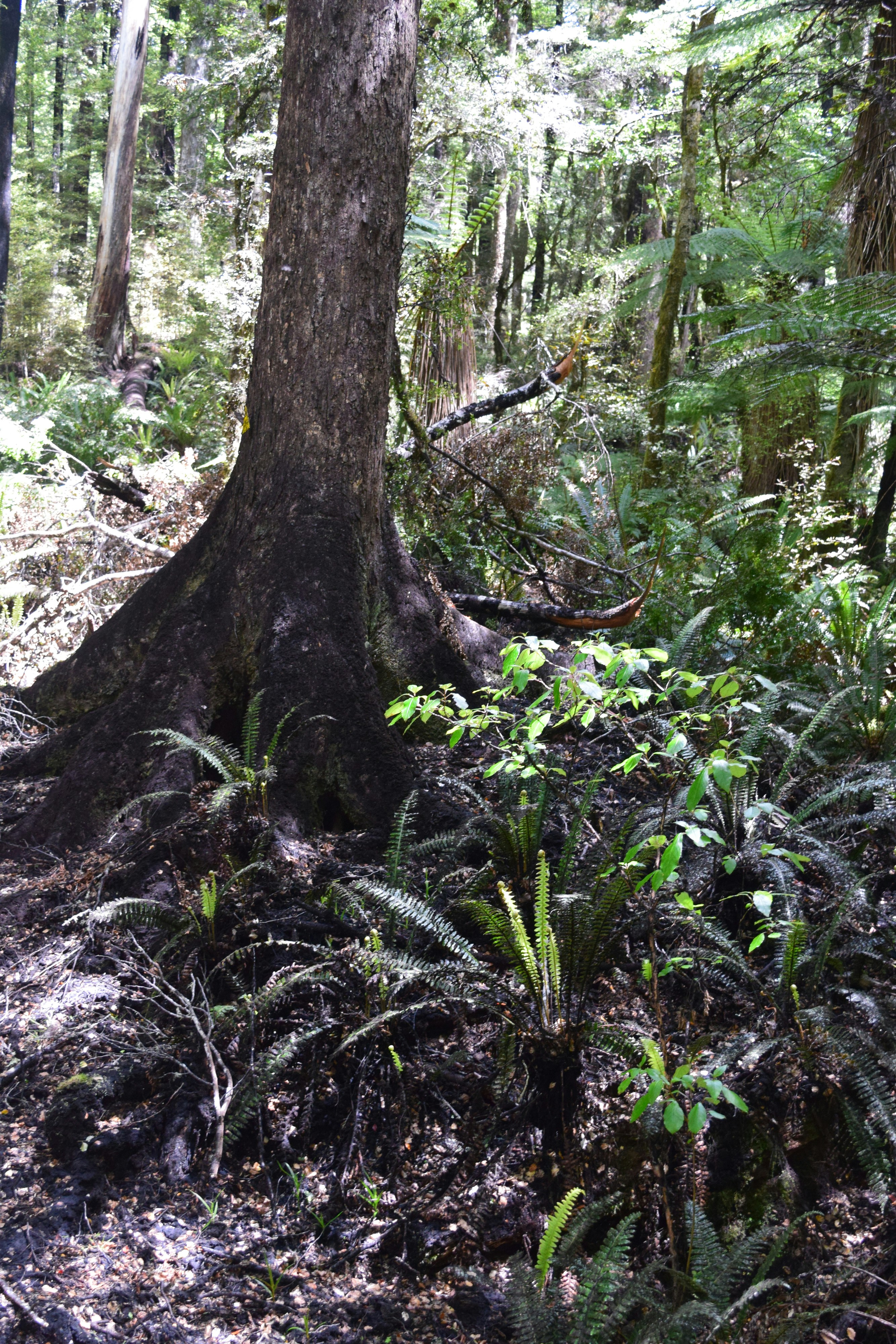 Forest Cathedral: A Majestic Tree Rising amid Ferns and Shadowed Understory