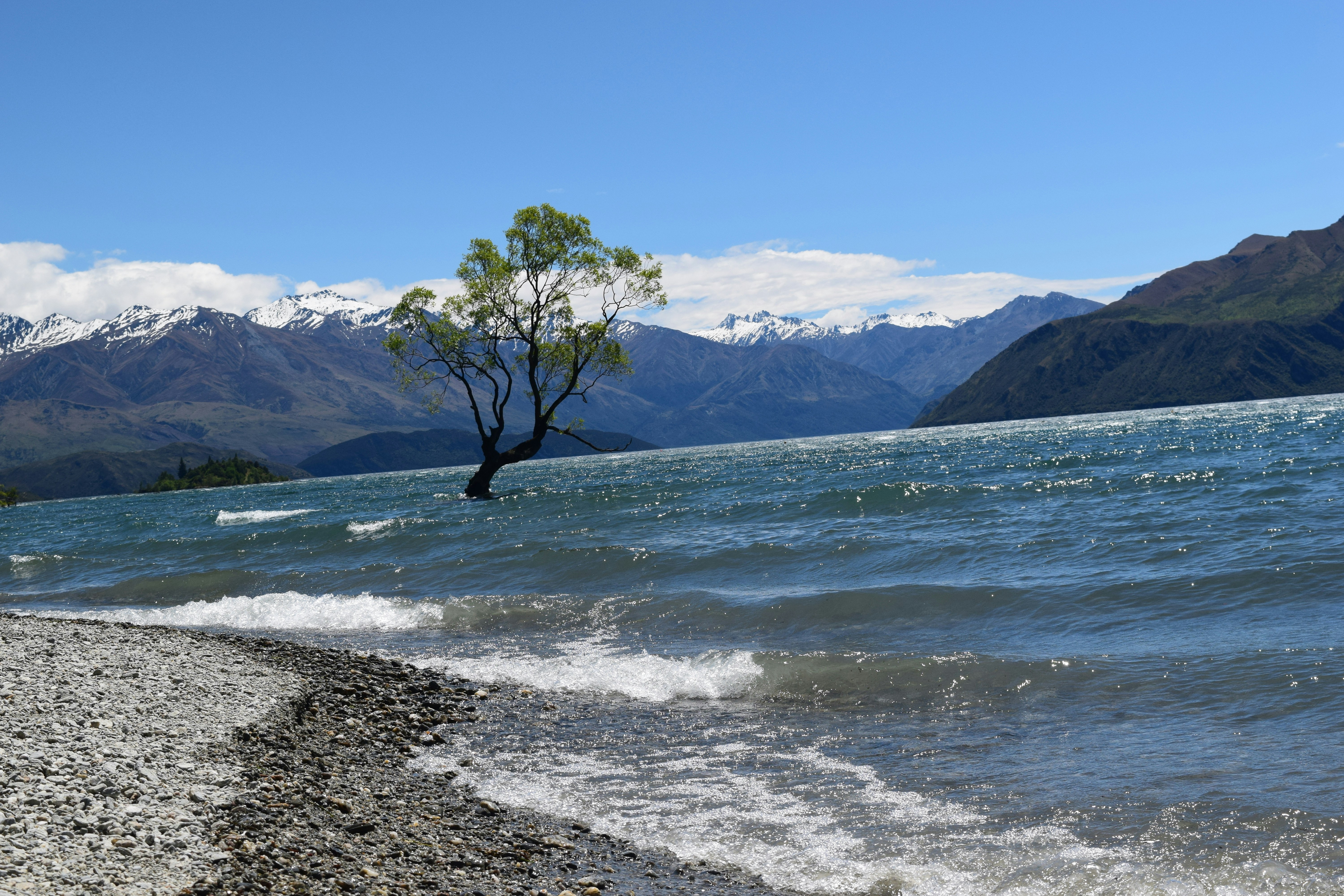 Lone Tree in a Turquoise Lake Framed by Snow-Dusted Peaks