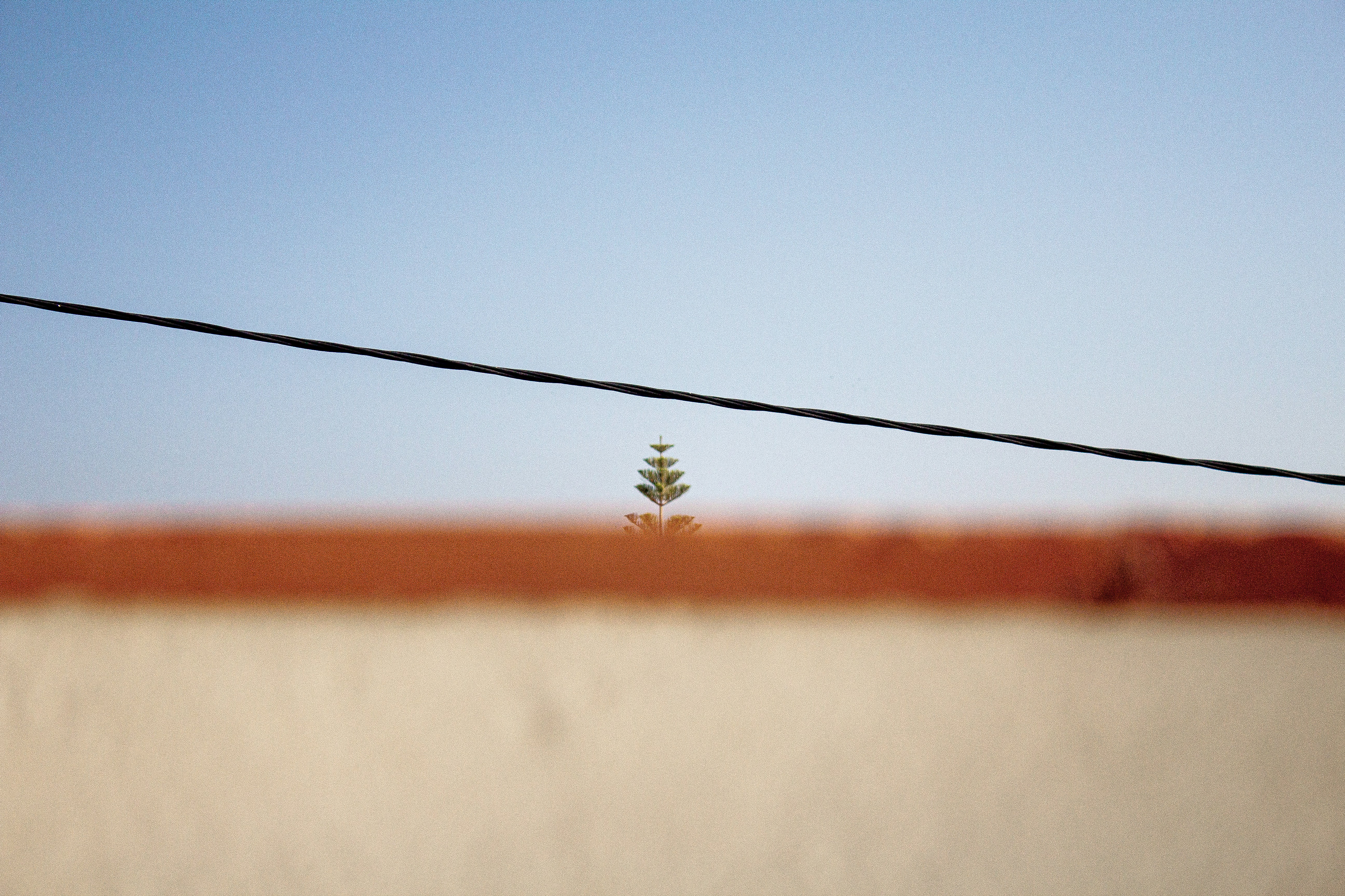 Solitary Sprout Beyond the Wall