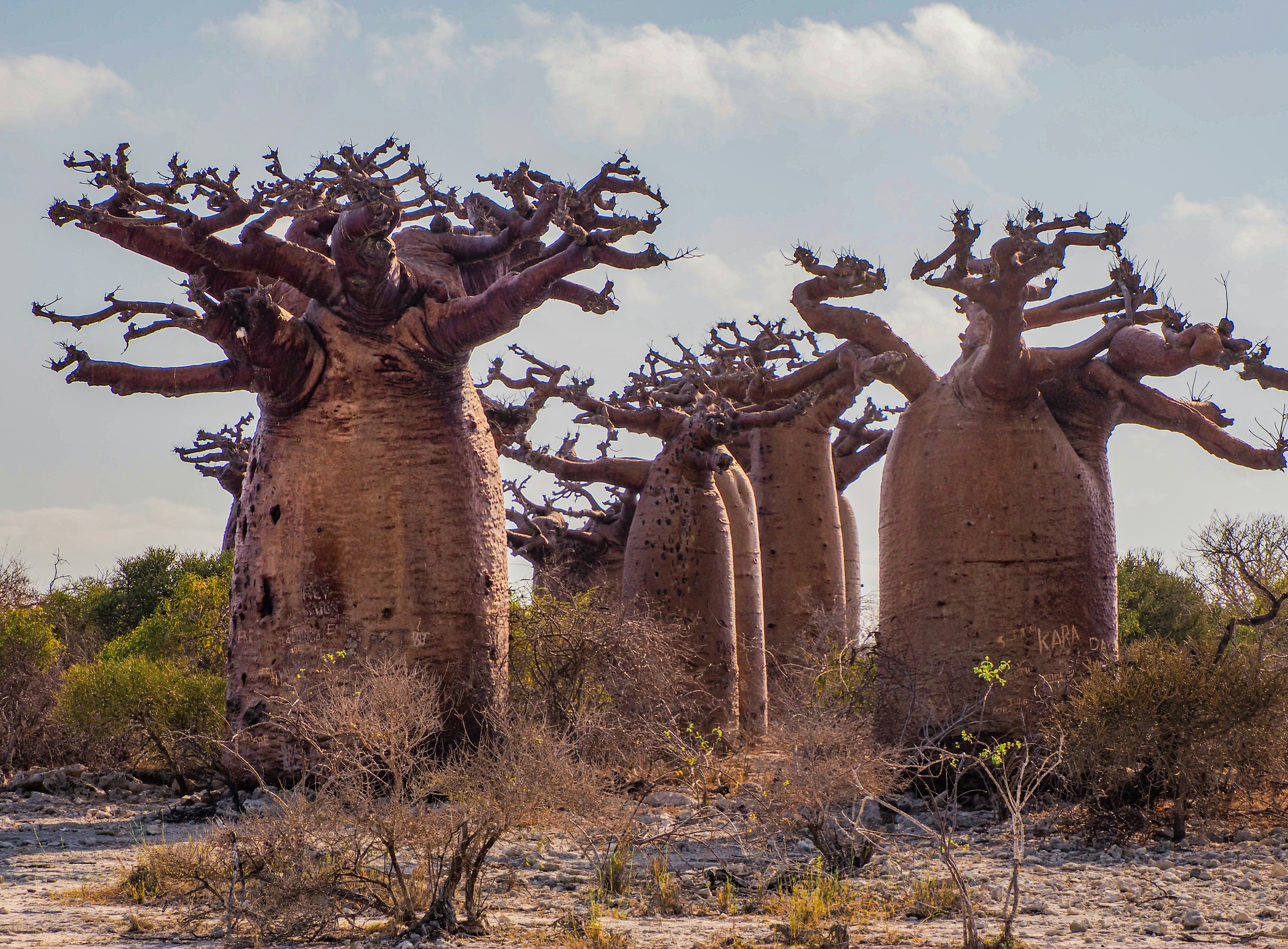 A group of bao trees in the desert photo – Free Outdoors Image on Unsplash