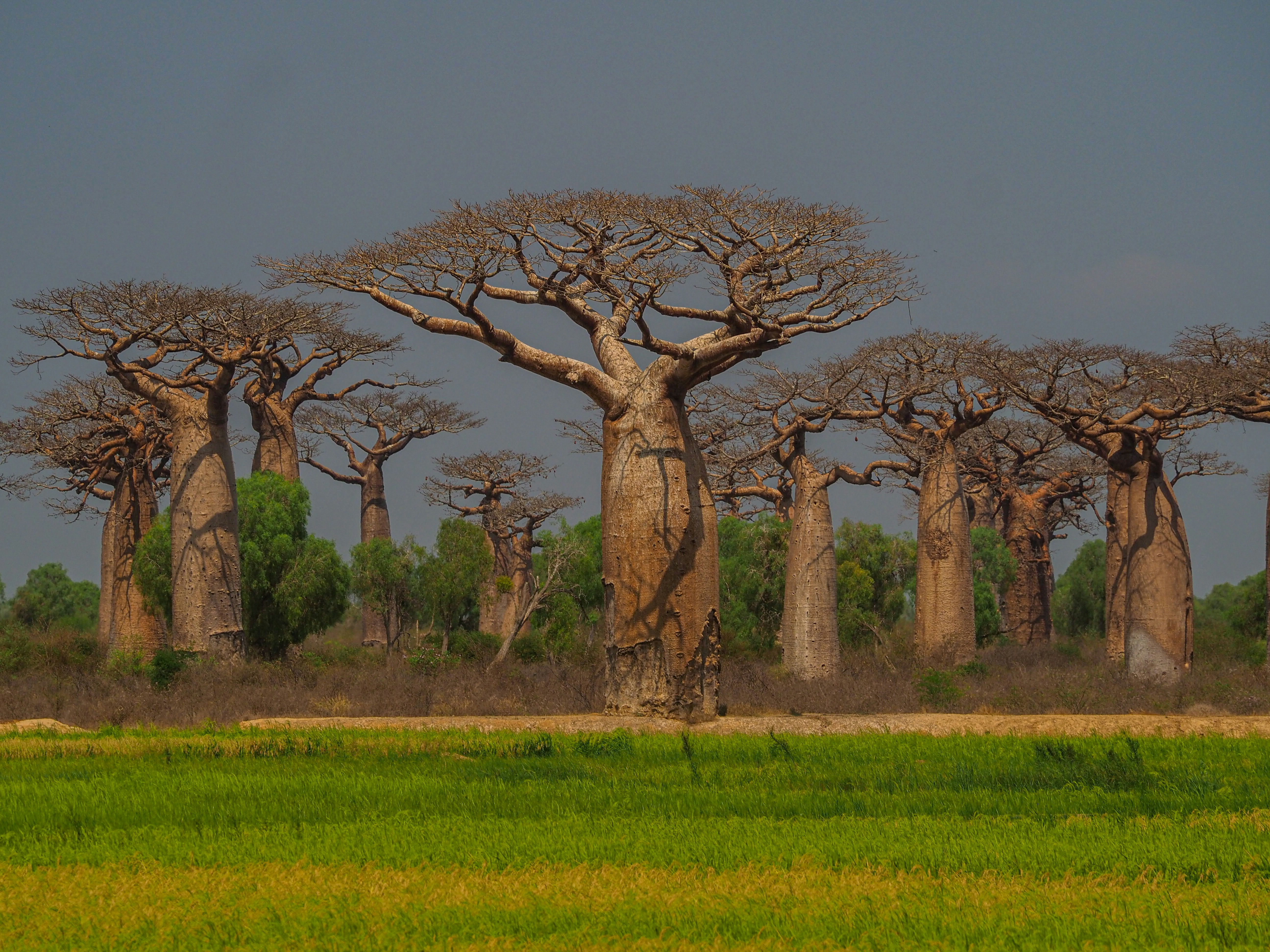 A group of bao trees in the middle of a field photo – Free Grey Image ...