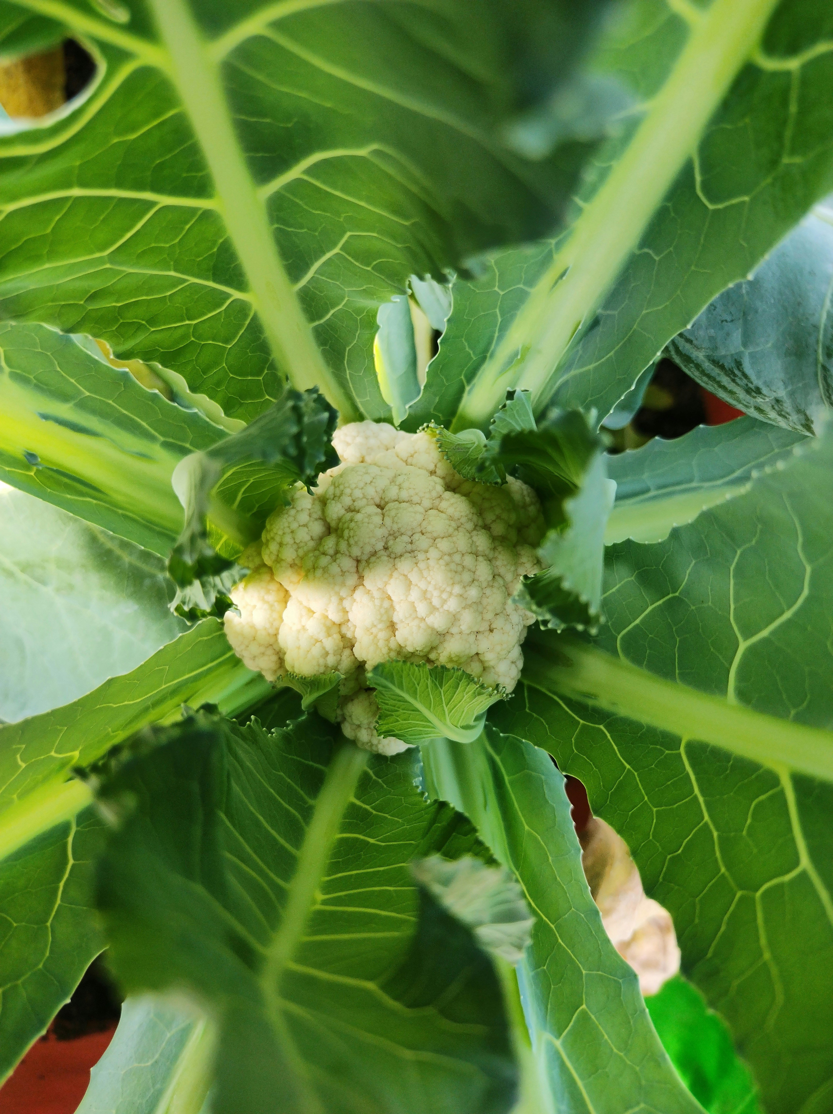 Close-up photograph of a cauliflower head centered among vibrant green leaves, the creamy curd framed by leaf veins.