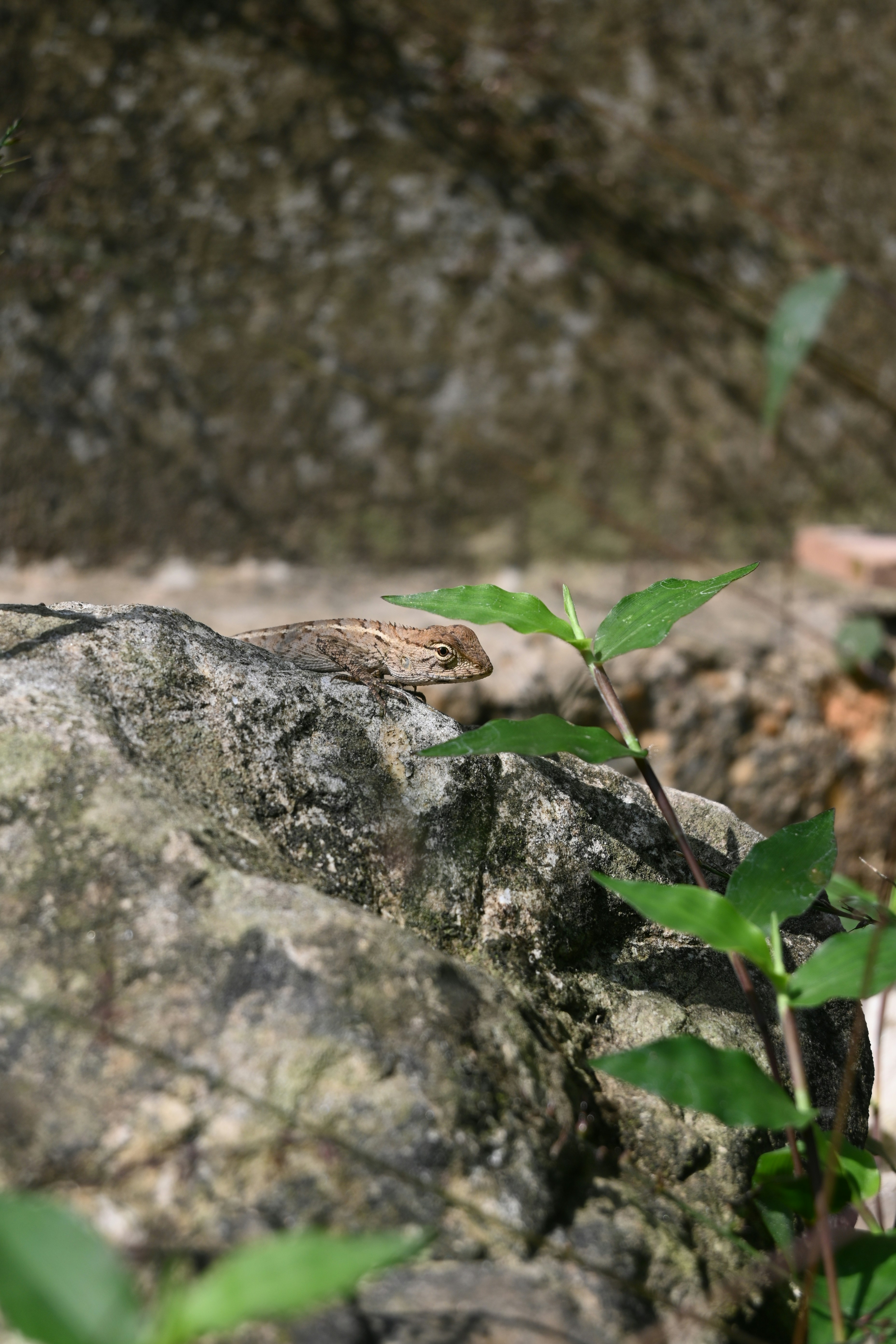 Photo by Tan Anh Nguyen with Nikon Z30