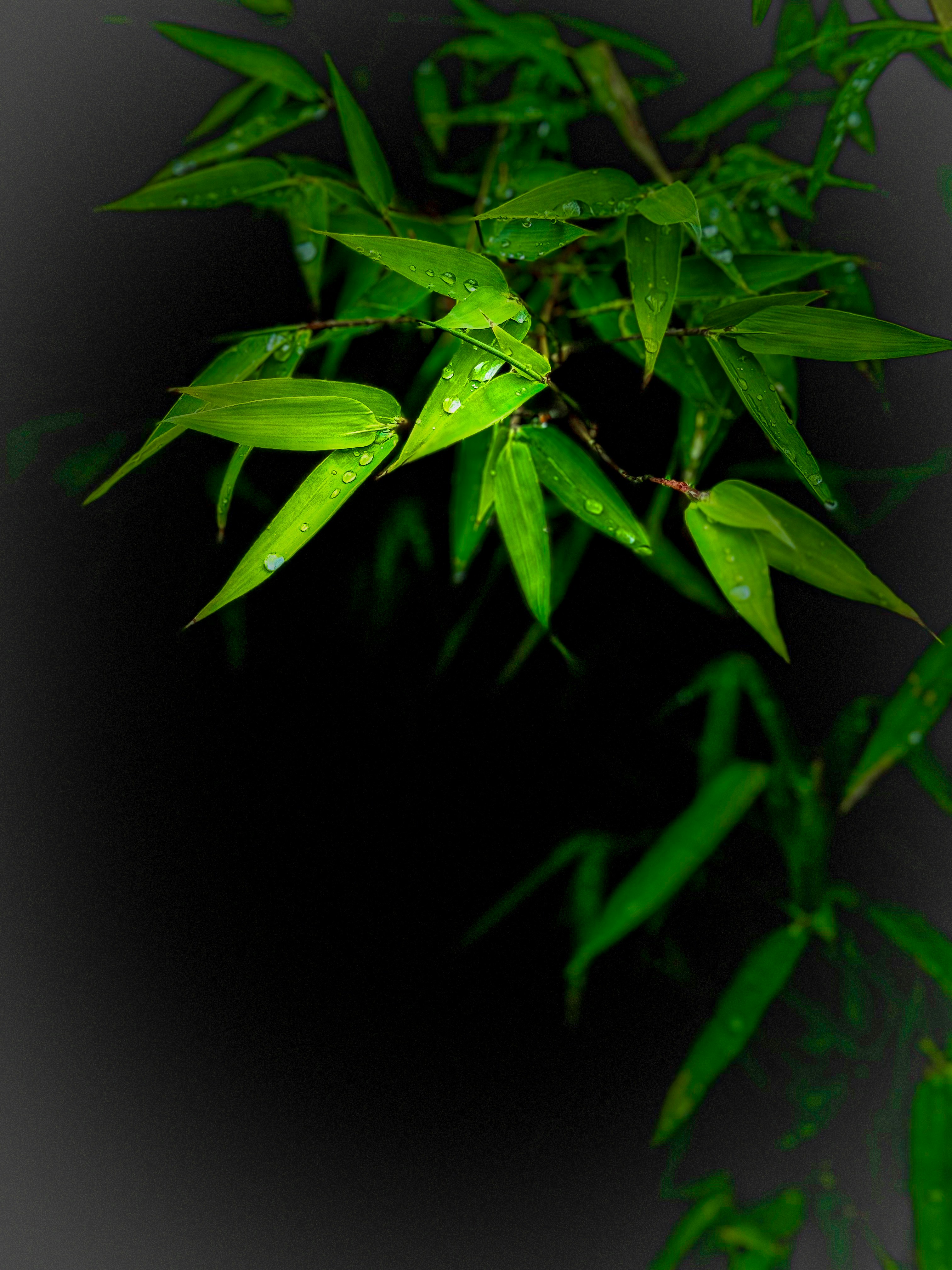 Lush bamboo leaves glistening with raindrops against a dark backdrop, highlighting nature's delicate beauty.