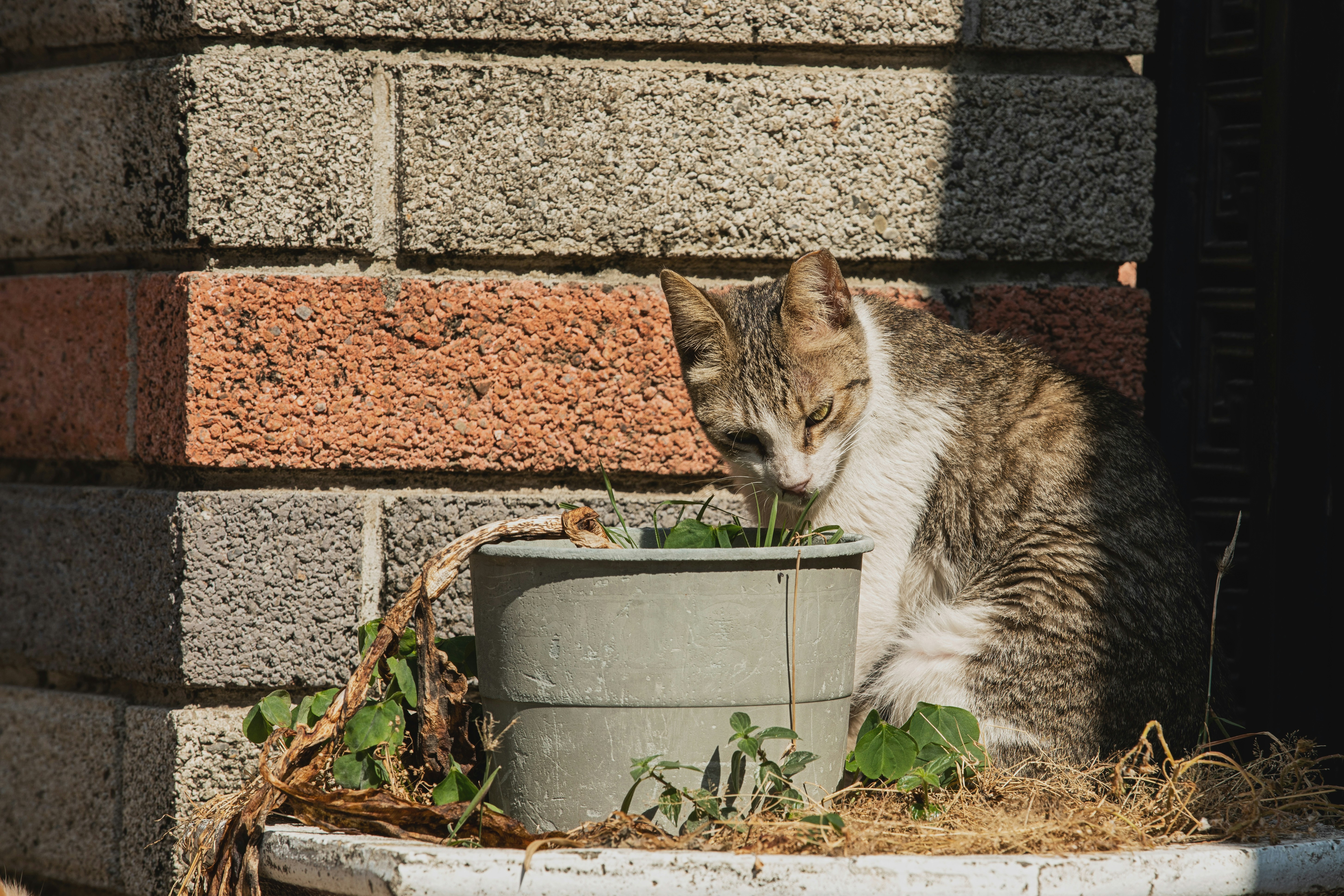 Curled Feline at the Edge of a Sunlit Pot