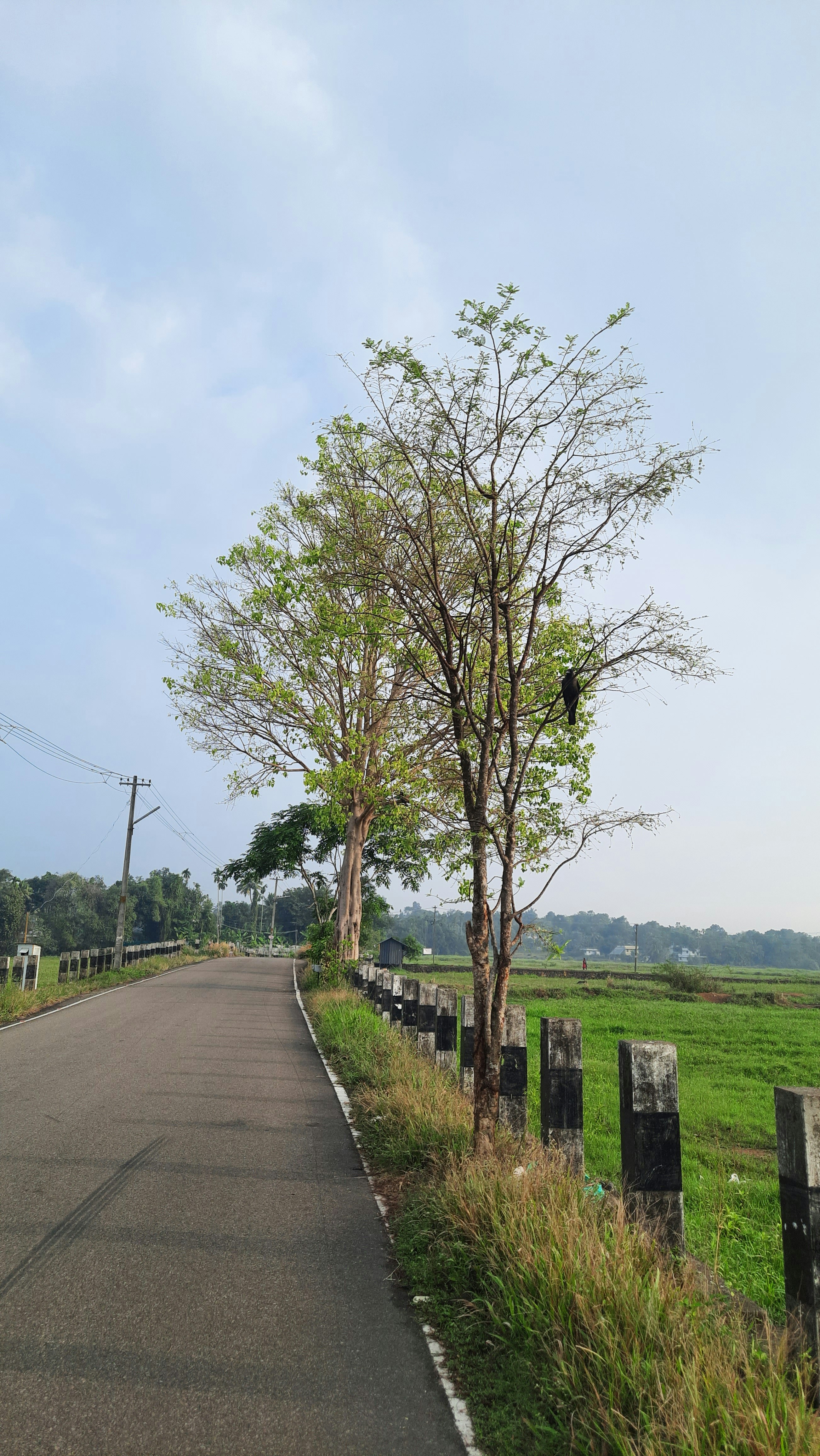 A tree on the side of a road photo – Free Aluva Image on Unsplash