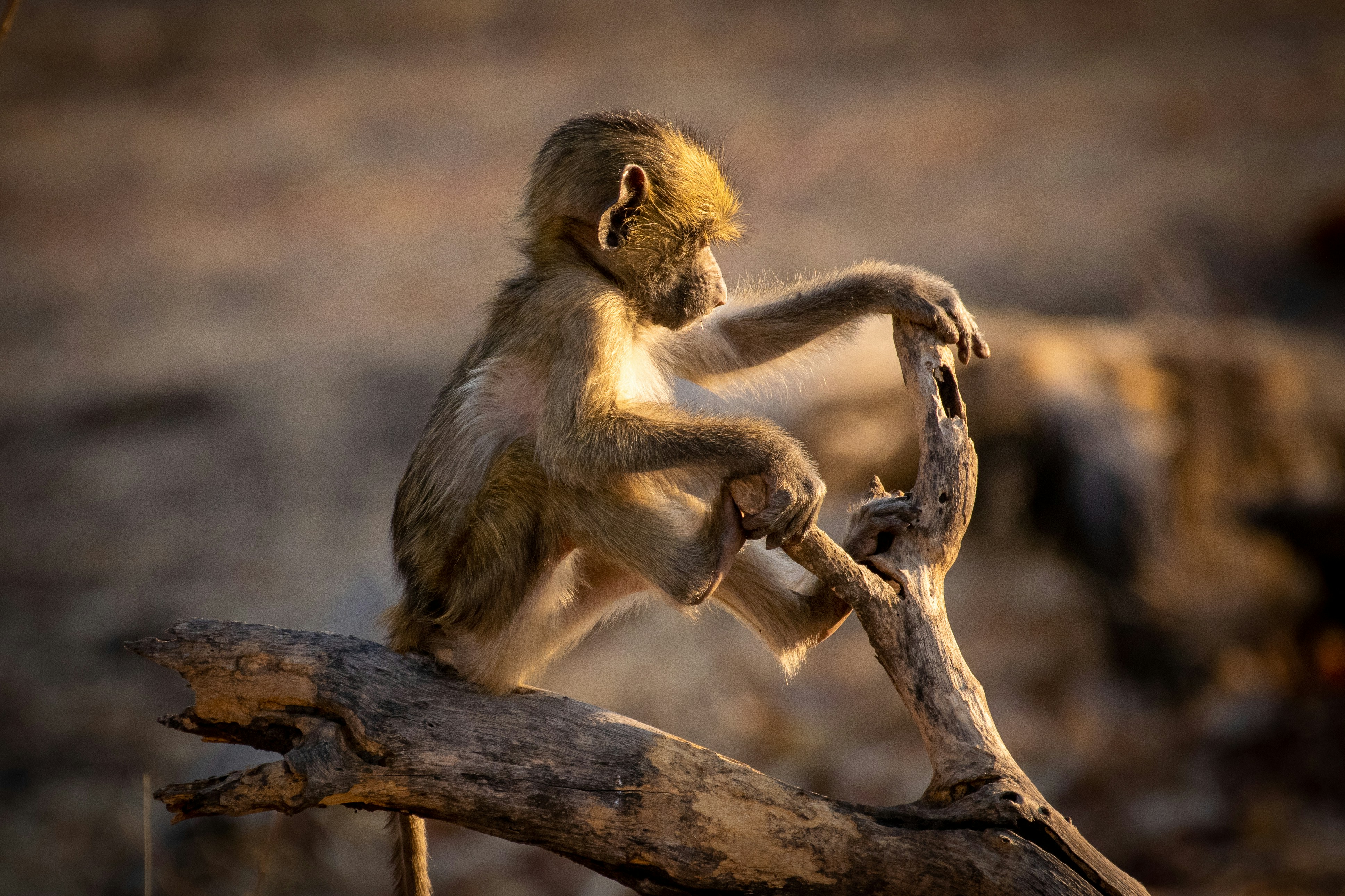 Amber-hour Macaque: A Curious Ju­venile Clings to a Weathered Branch