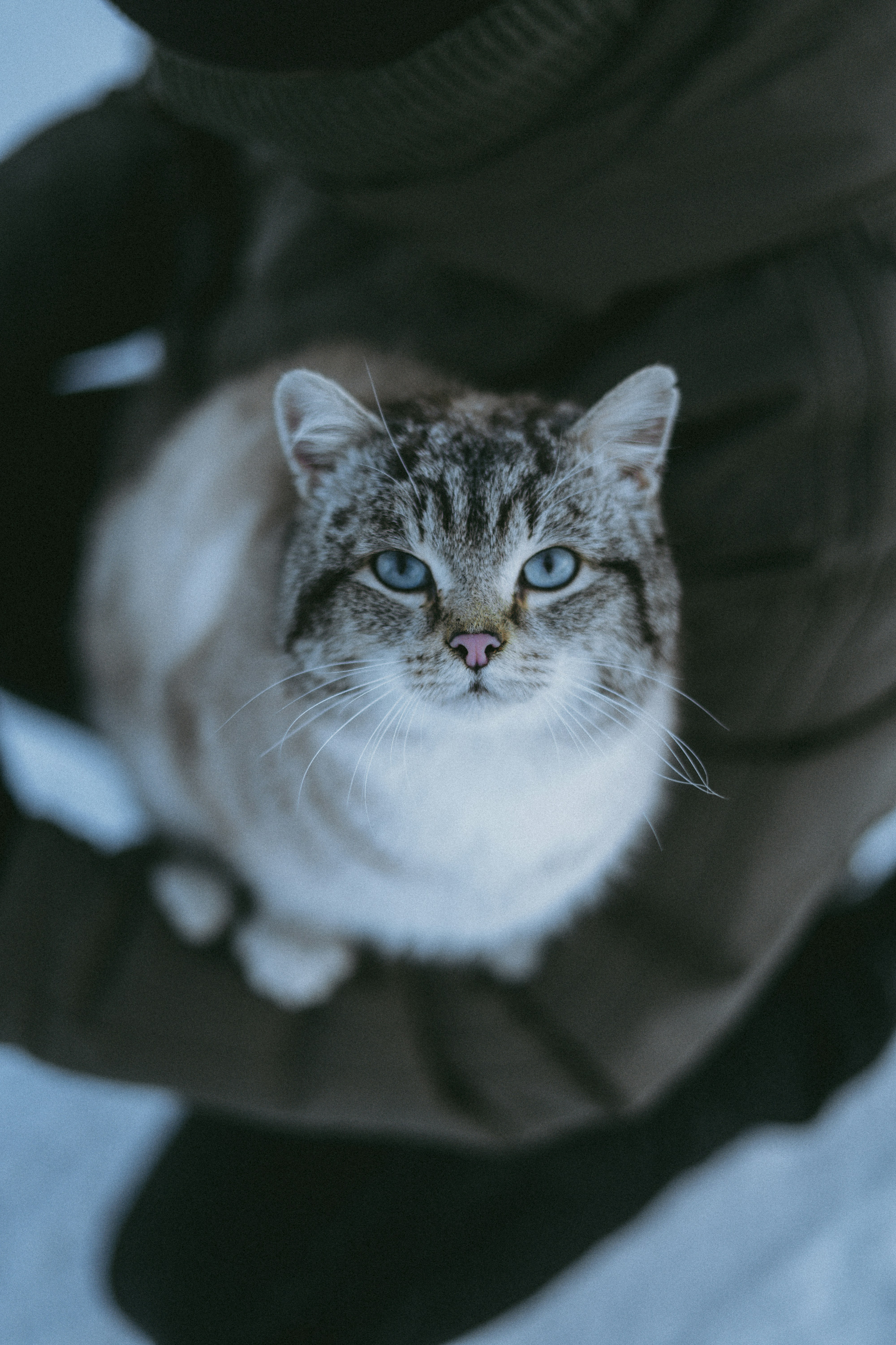 Blue-Eyed Sentinel: A Winter Gaze from Above