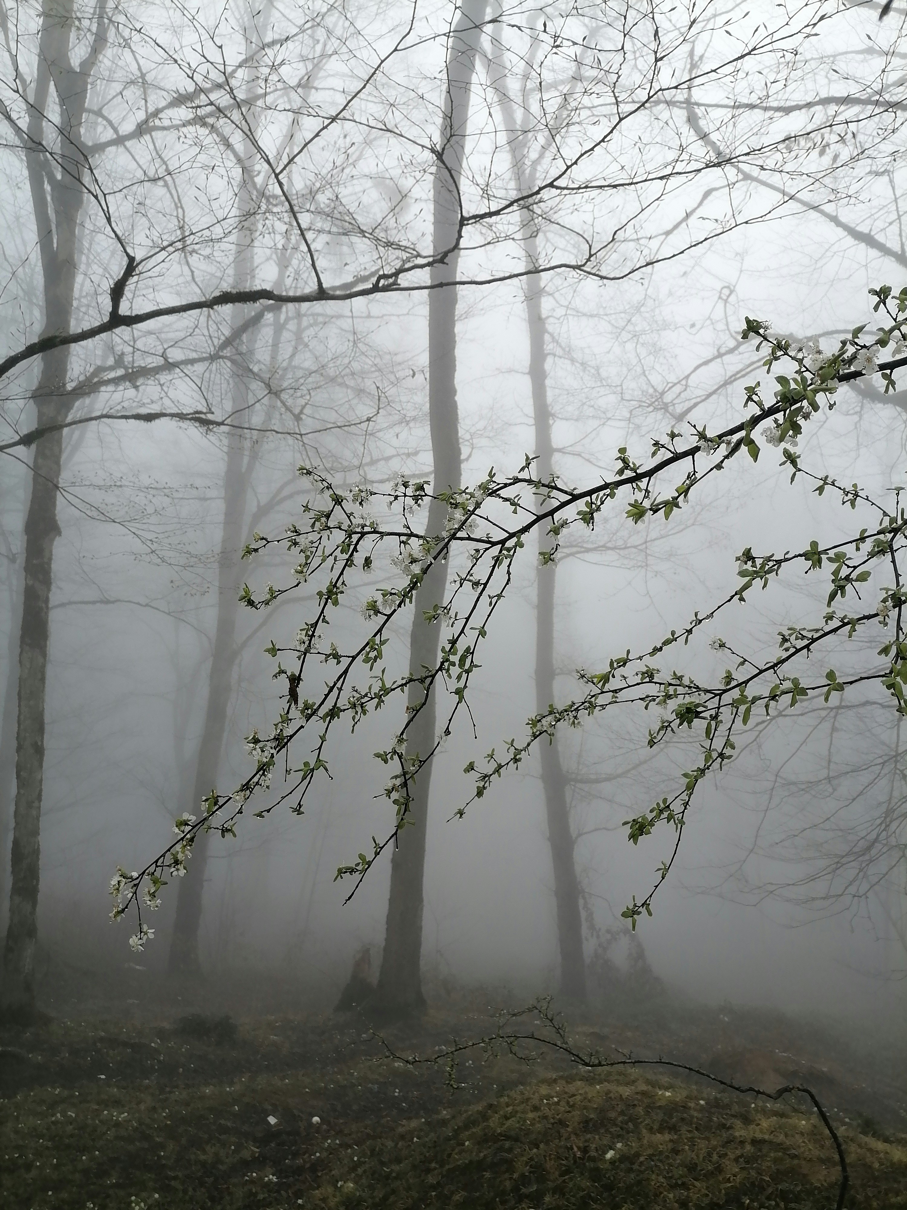 a foggy forest filled with lots of trees