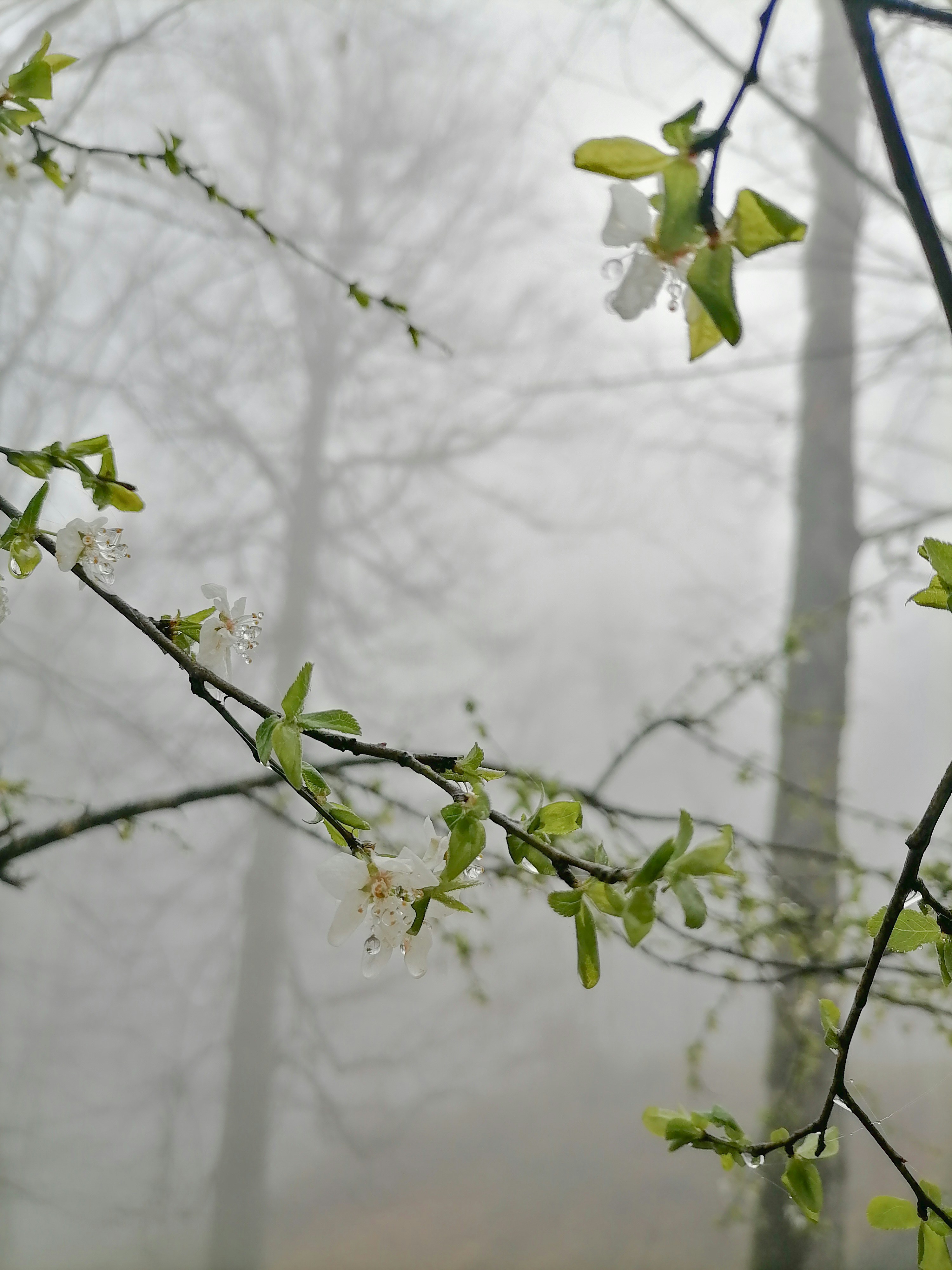 Photo by Fatemeh Abotalebi with Huawei Y9