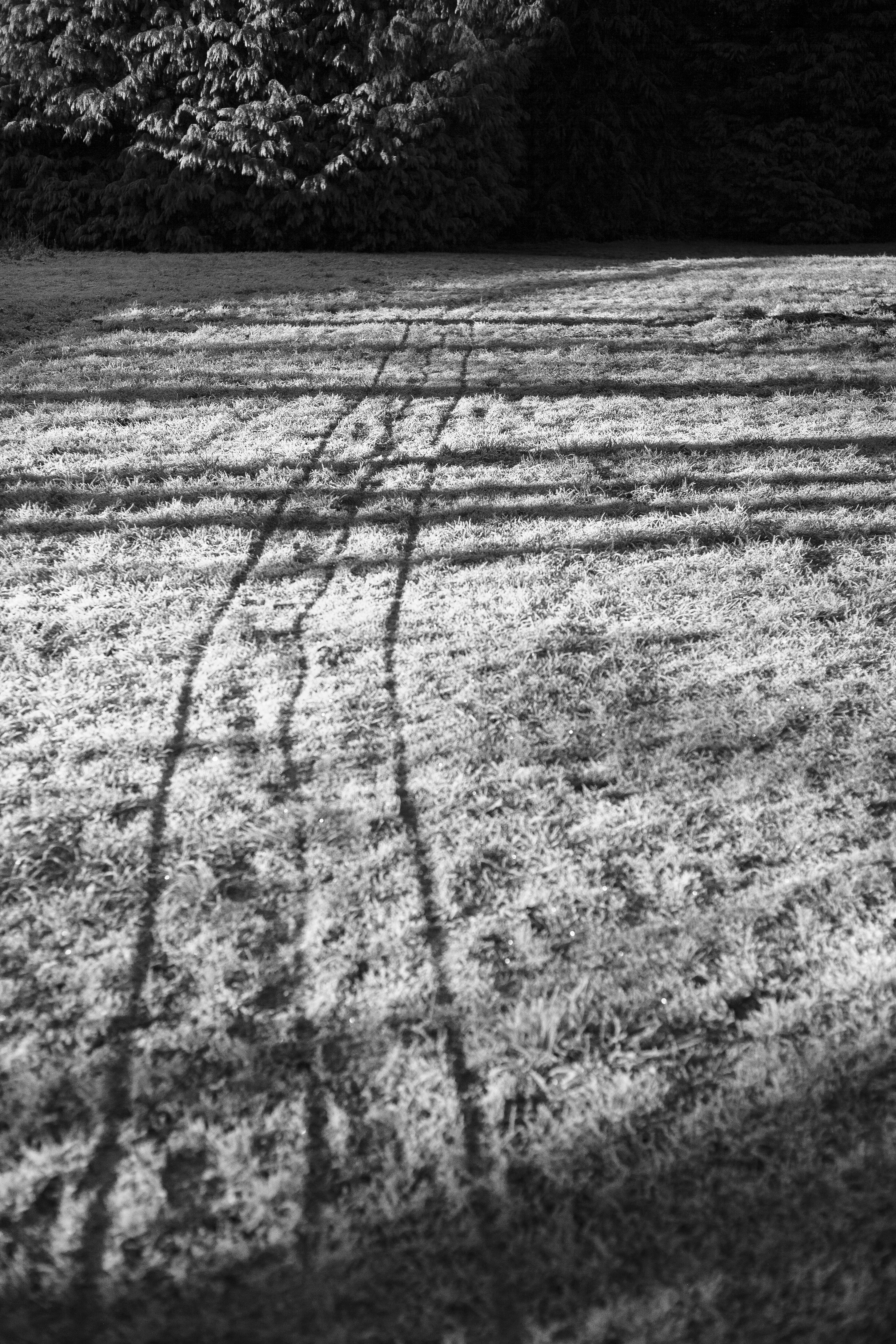 Monochrome Ruts: A Quiet Path to the Shadowed Woods