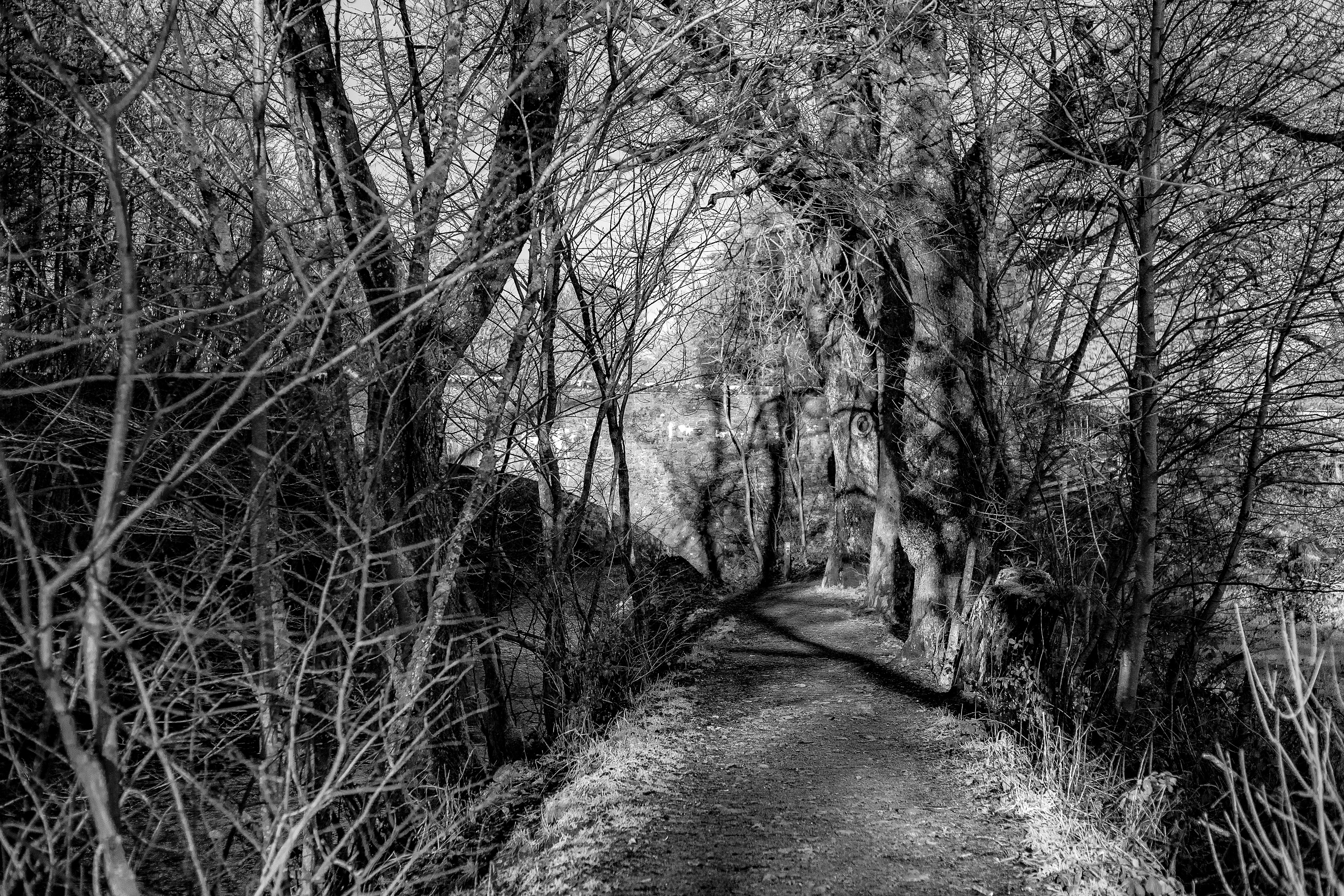 A black and white photo of a path in the woods photo – Free Grey Image ...