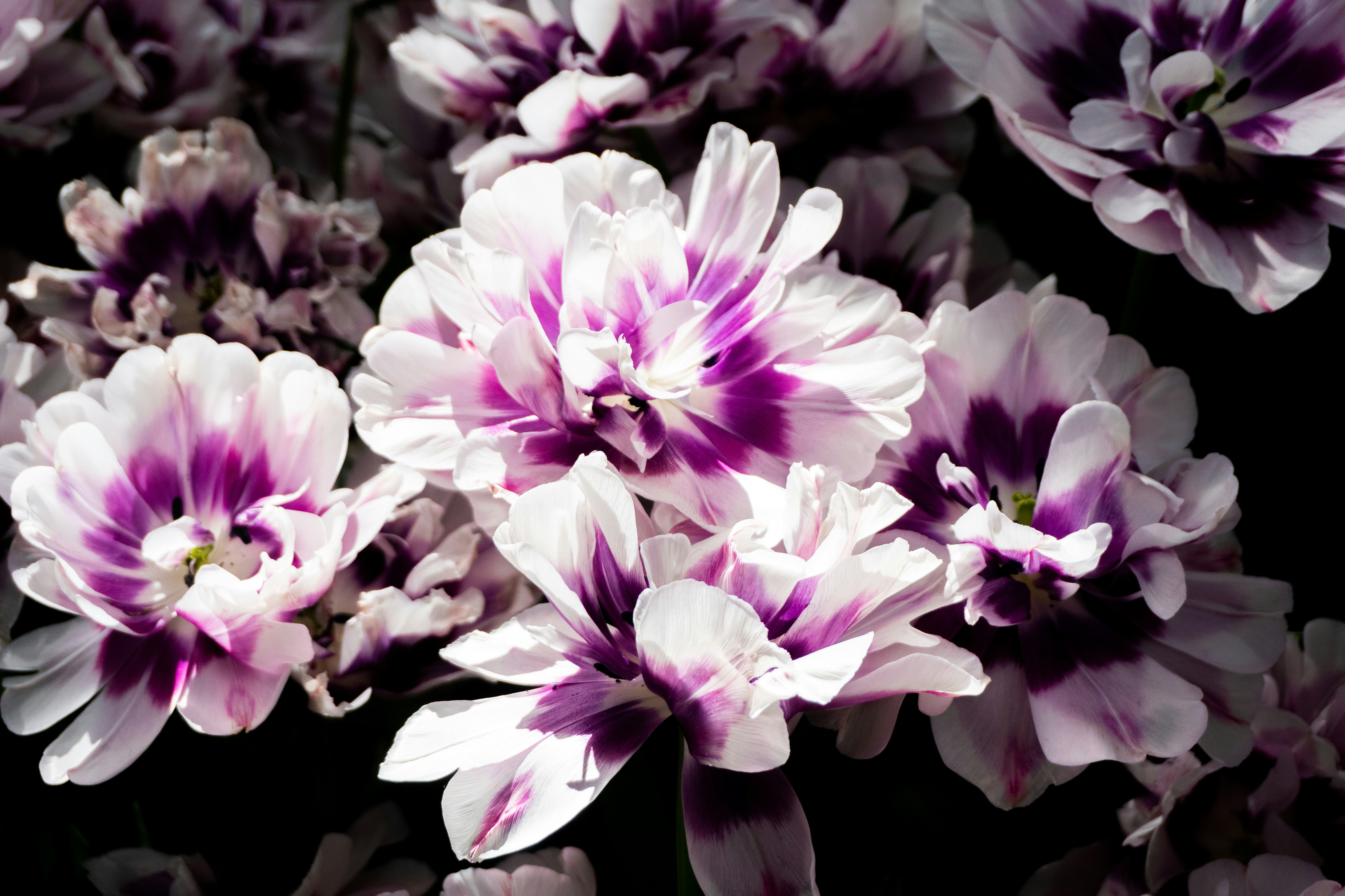 Moonlit Chrysanthemums: A Close-Up of White and Purple Petals Against Deep Shadow