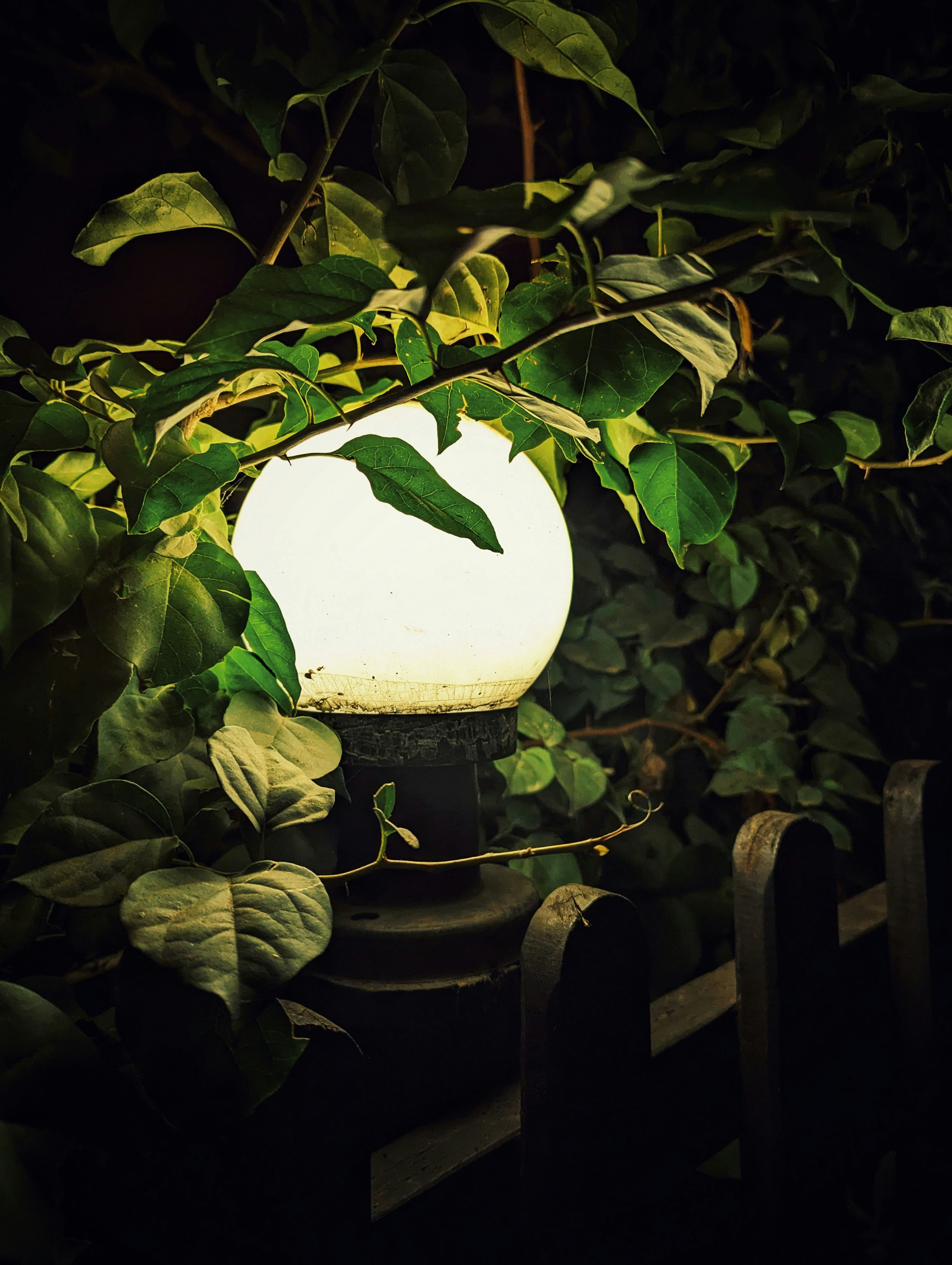 Illuminated Serenity Amidst Nature's Embrace