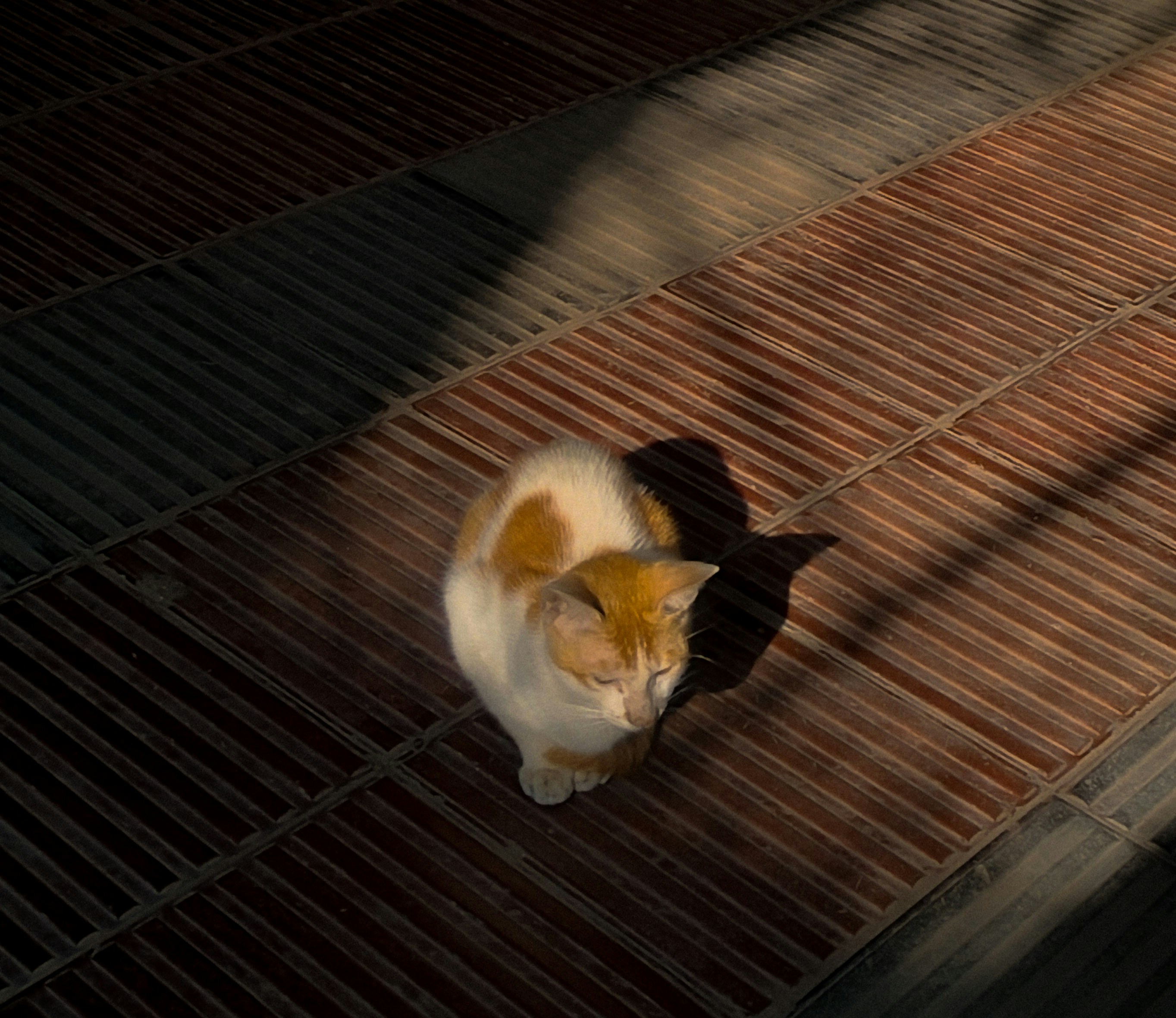 Sunlit Sphinx: A Catnap in Shadowed Tiles