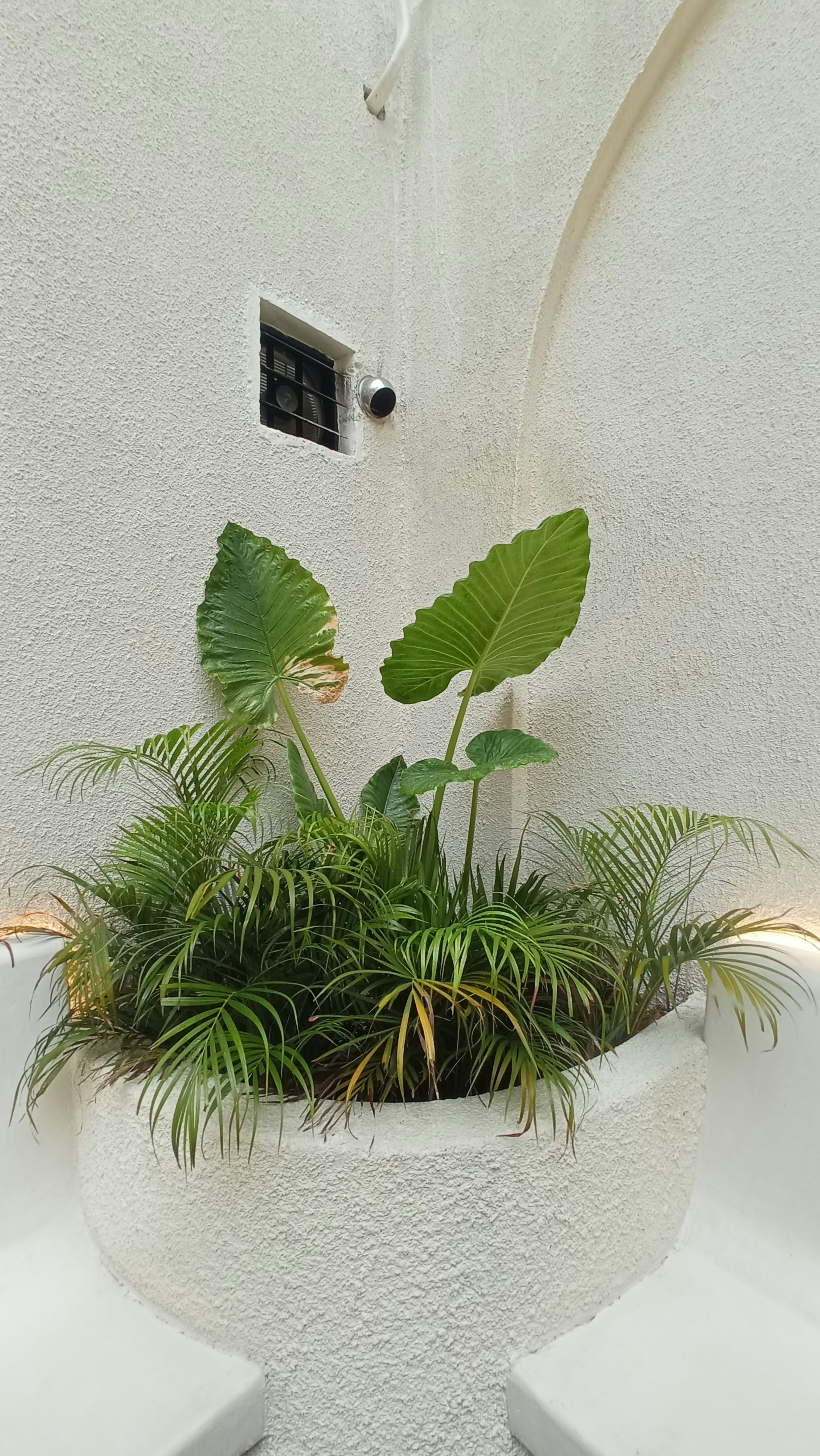 Green tropical plants, including large elephant-ear leaves and delicate ferns, rise from a textured white planter. A pale stucco wall with a small vent and a curved pipe forms the backdrop.