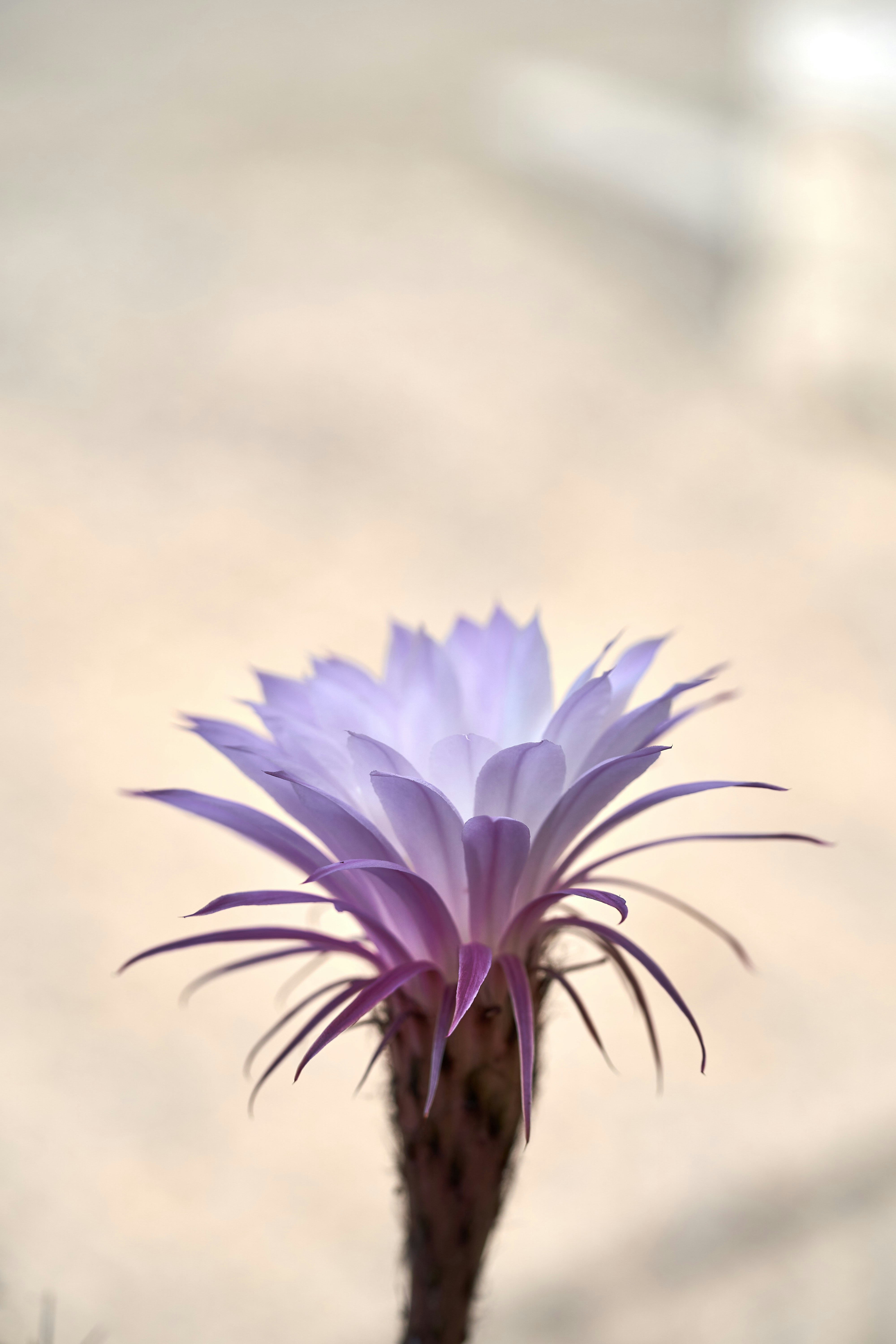 Purple Desert Bloom: Close-Up of a Cactus Flower in Soft Focus