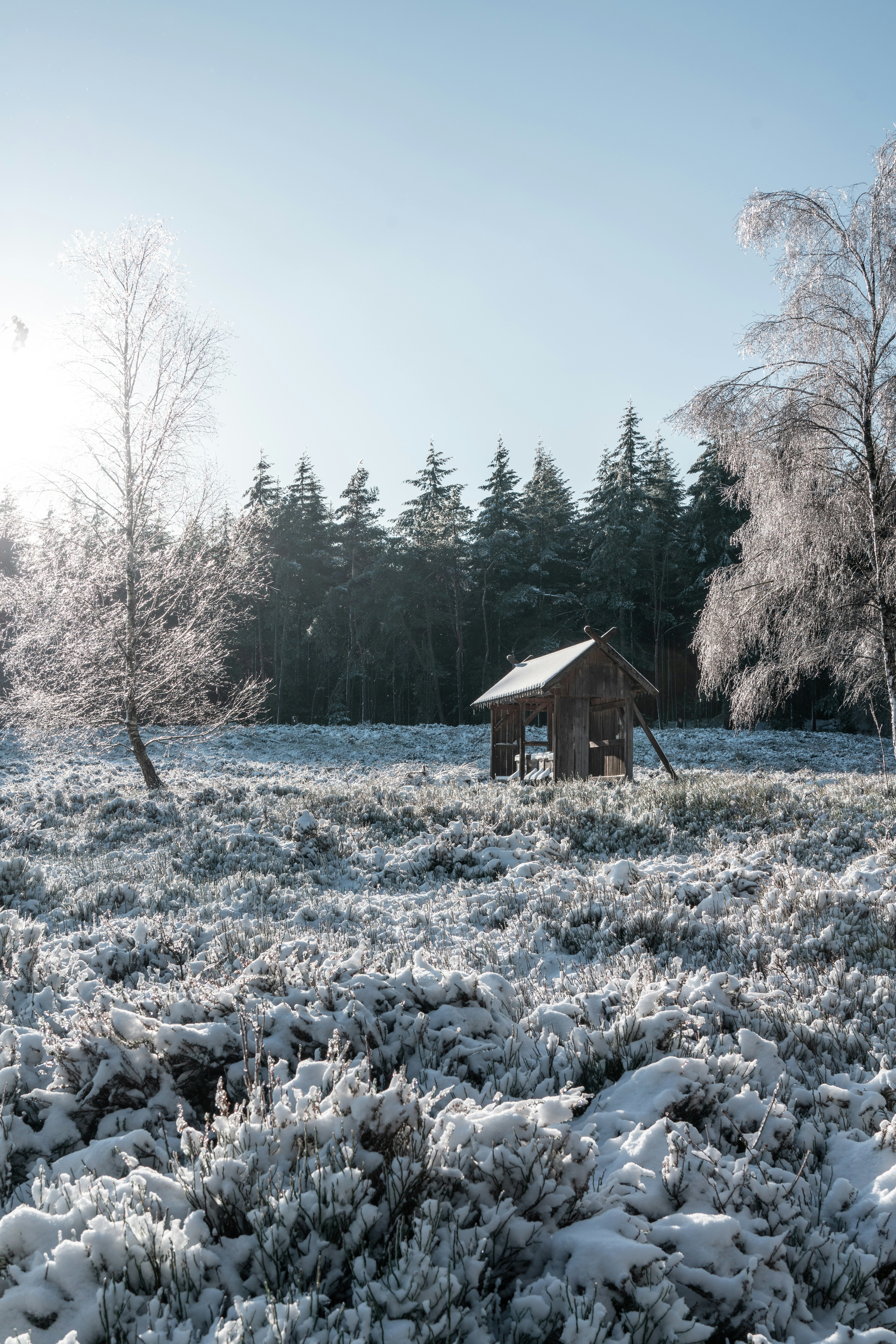 The Frost-Kissed Hut: A Quiet Clearing Under a Blue Winter Sky