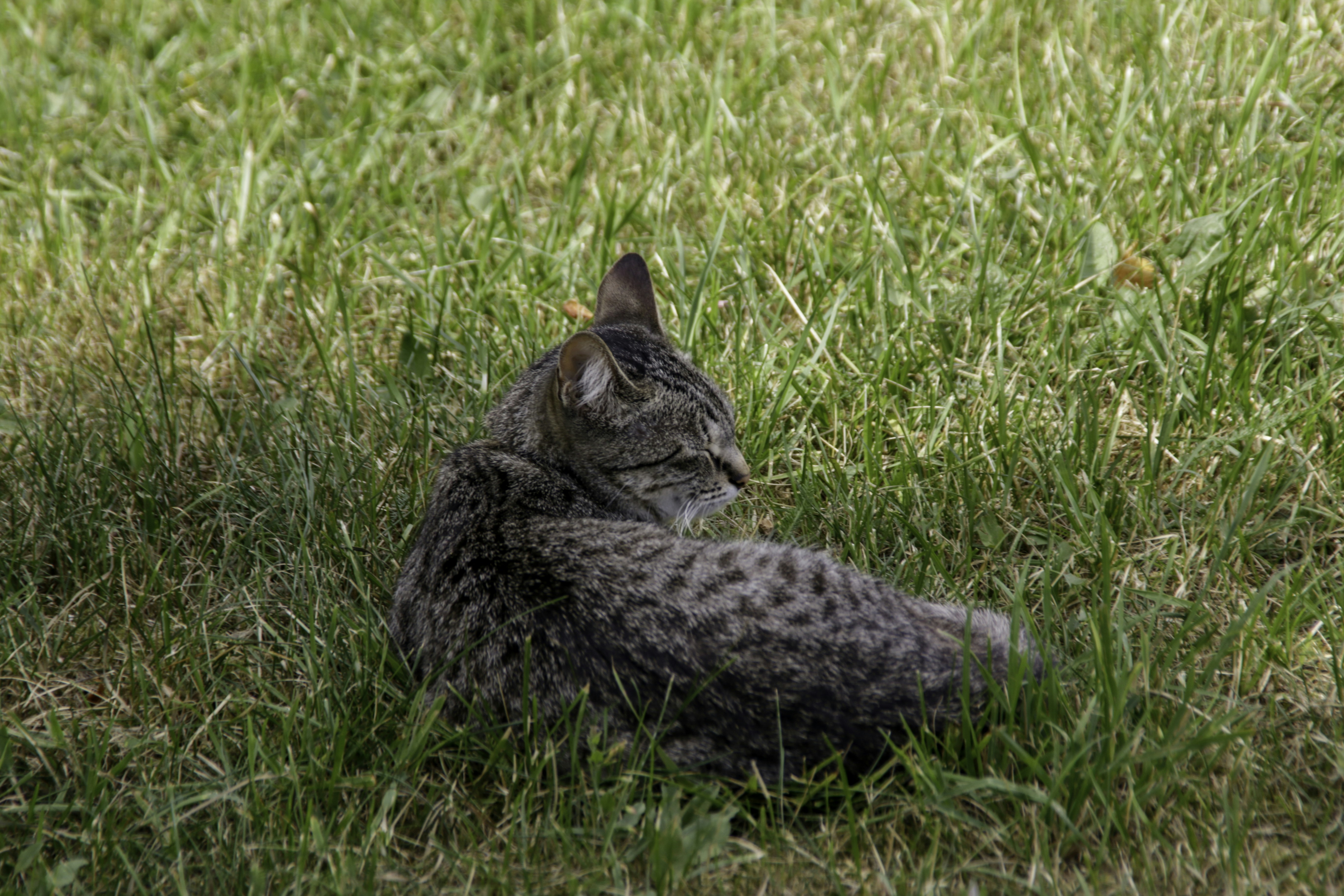 Sunlit Camouflage: A Tabby Reposed in the Meadow
