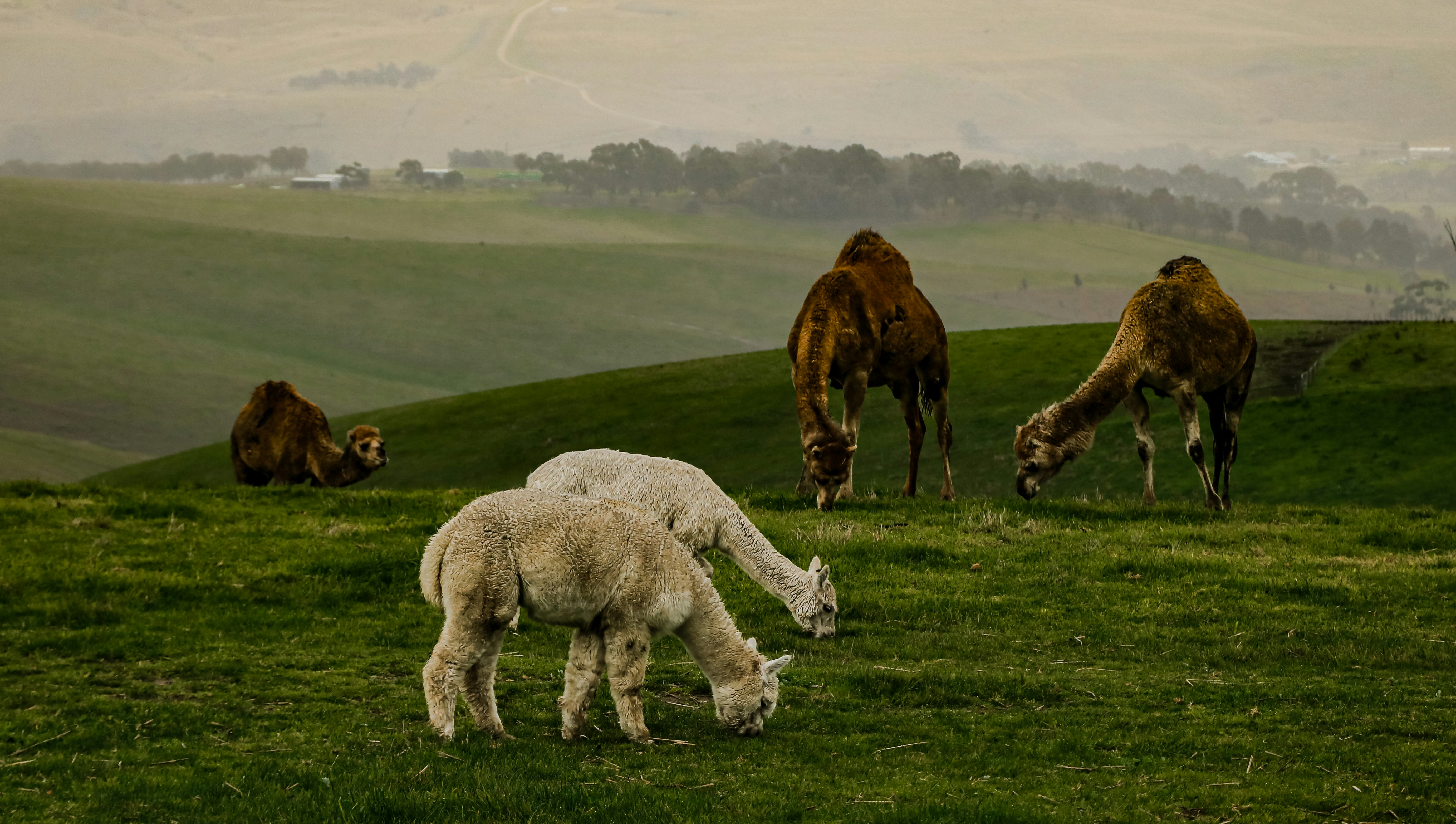 White Alpaca on a Misty Hill with Brown Companions