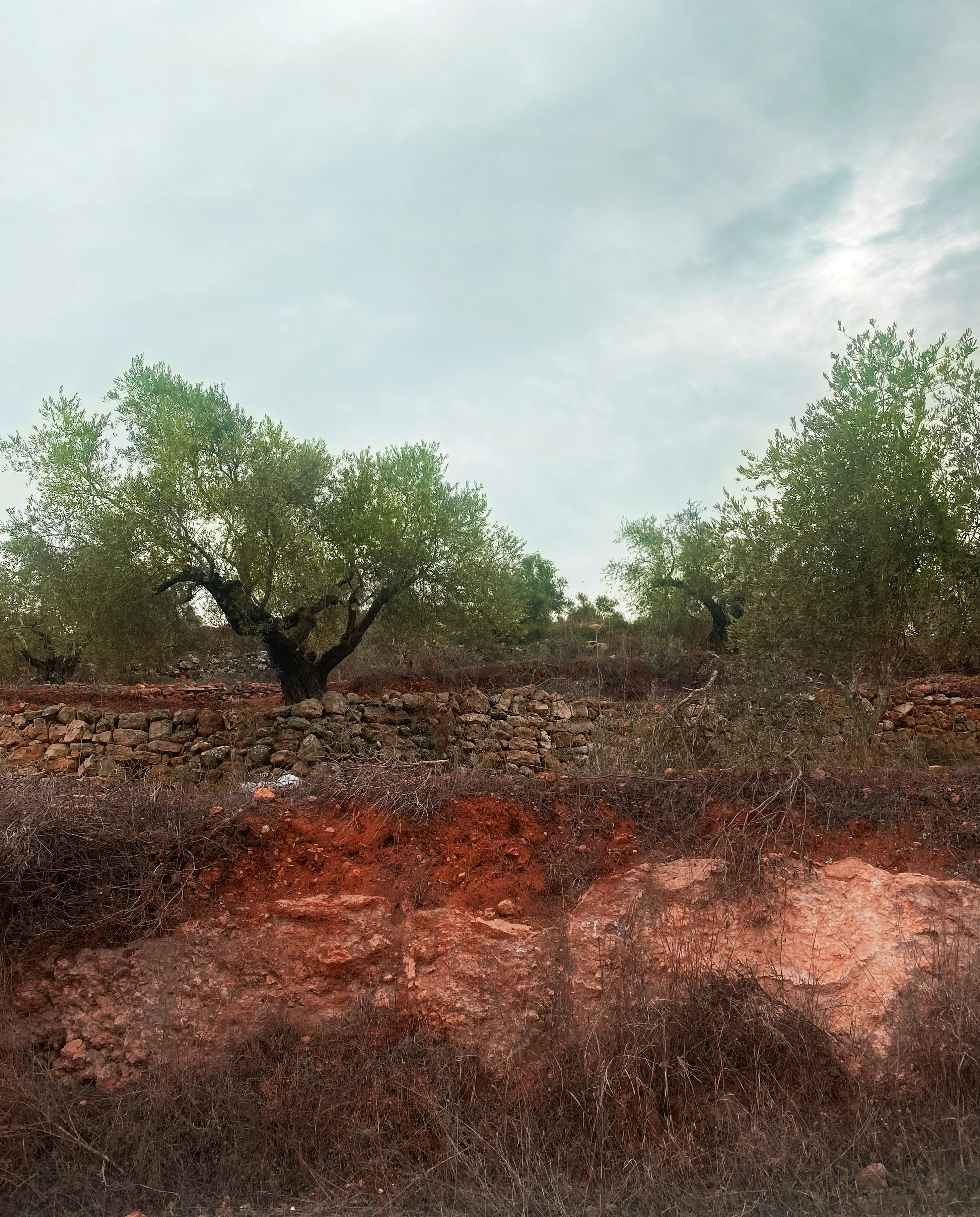 Crimson Terraces: Olive Groves Under a Quiet Cloudy Sky