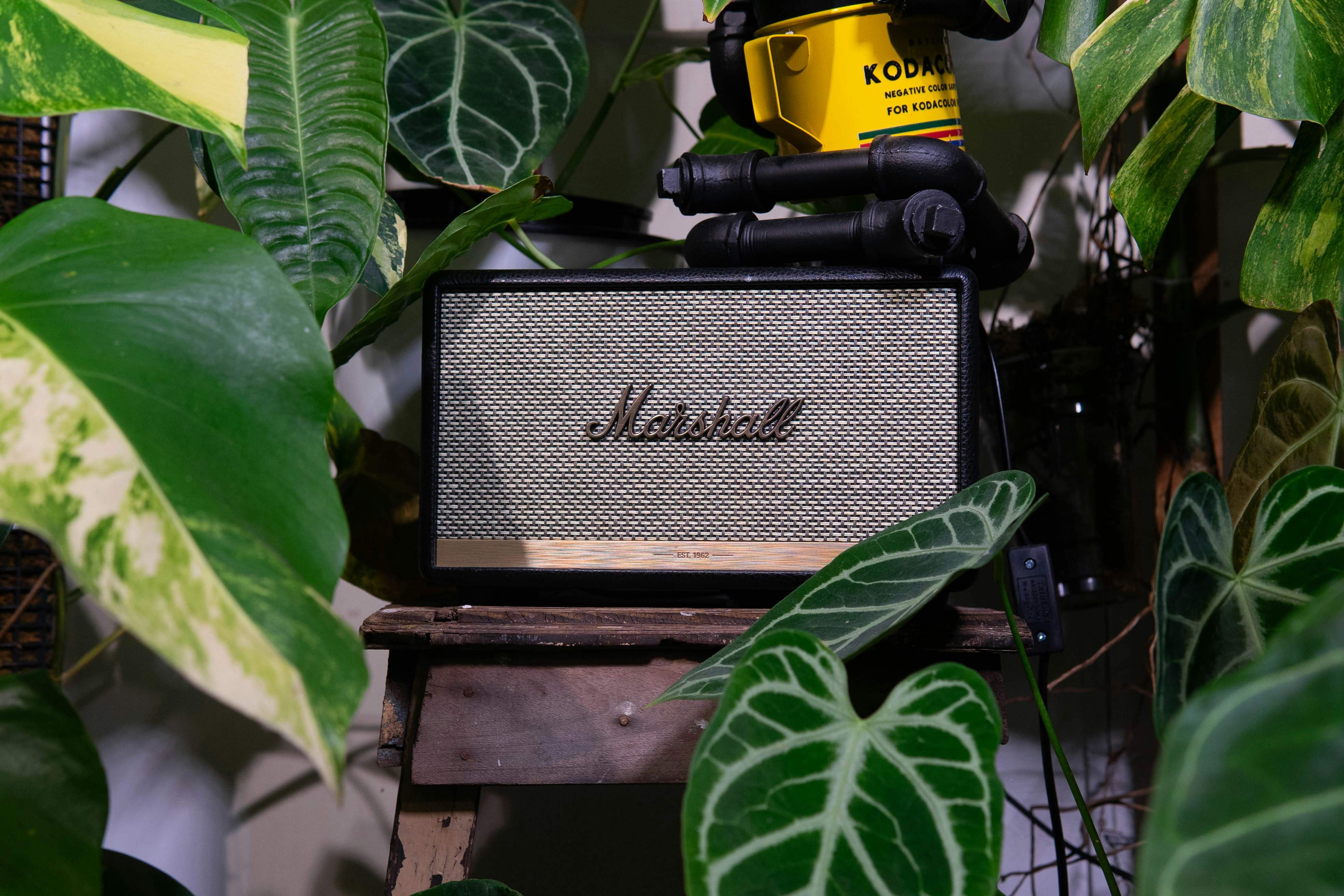 Green Veil, Vintage Speaker: A Marshall Nestled Among Leaves