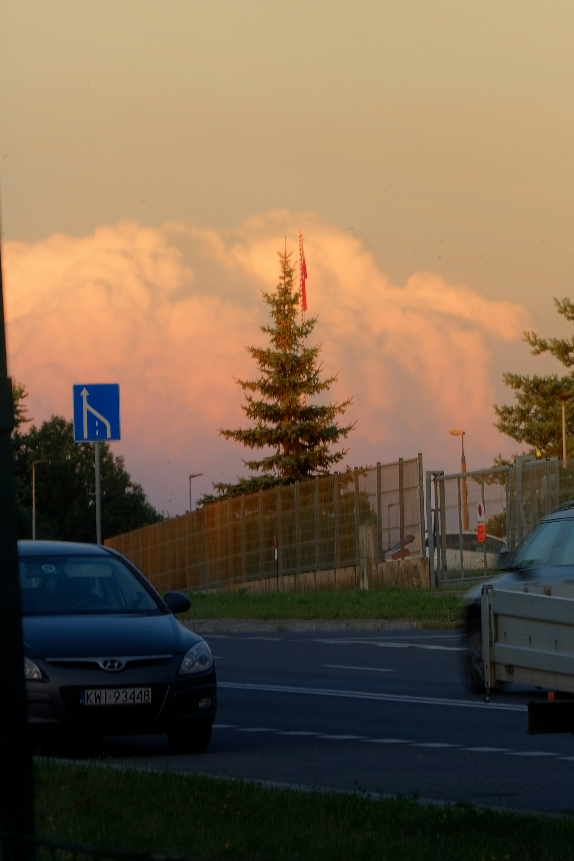 Flag-Topped Conifer at Golden Hour by a Quiet Street