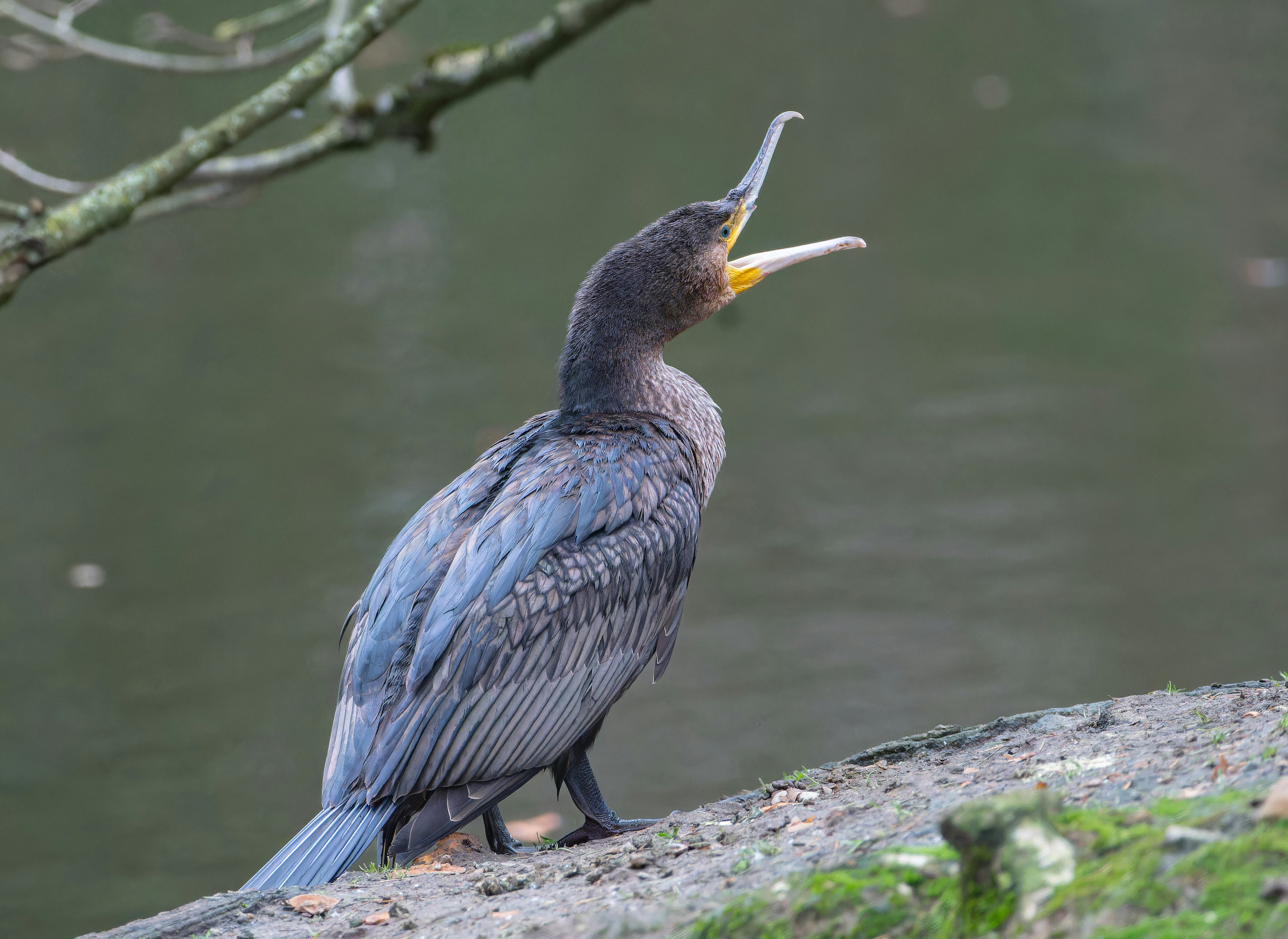 Open-Beak Cormorant Perched on a Mossy Riverbank