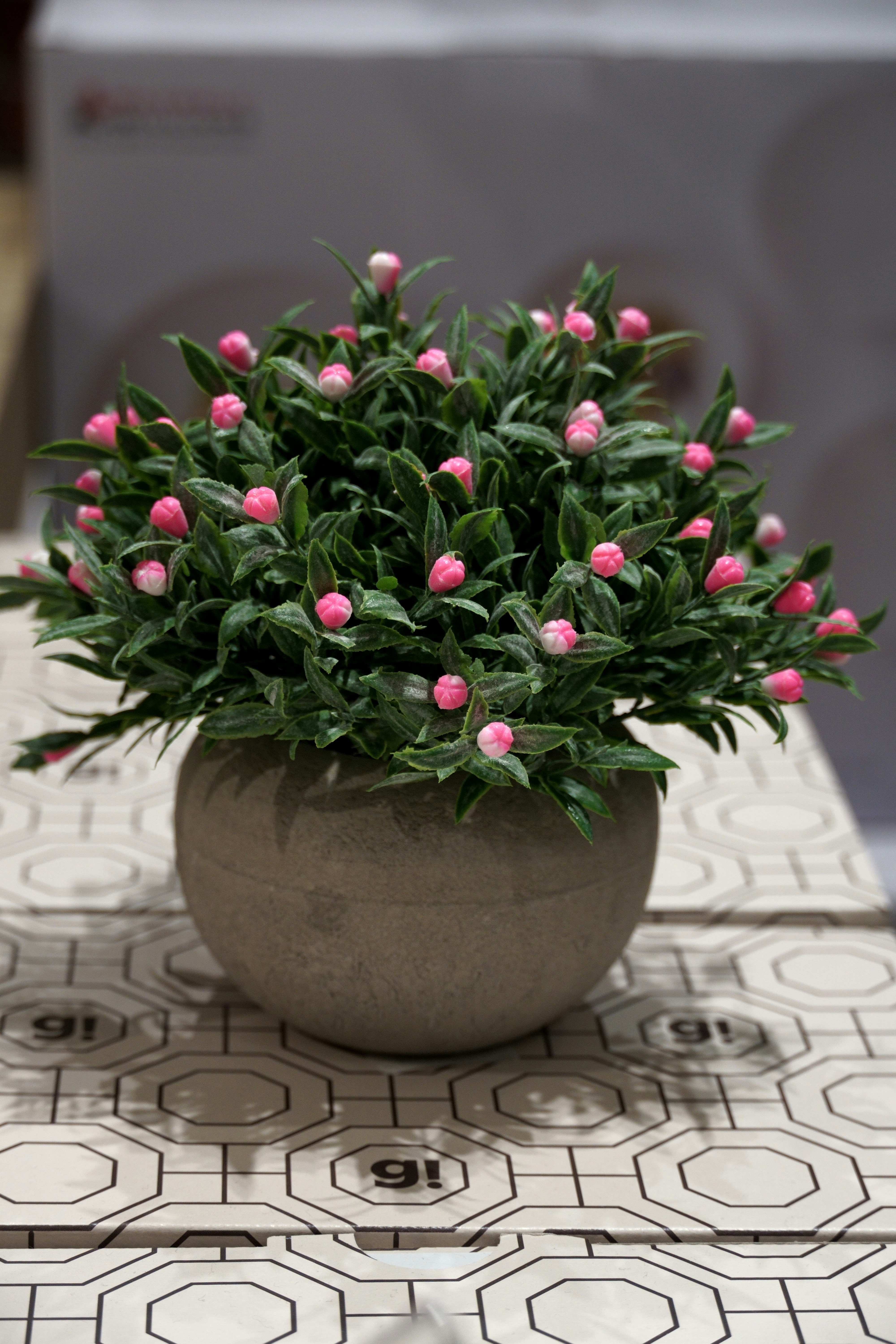 Petite Pink Buds in a Quiet Ceramic Pot on a Geometric Table