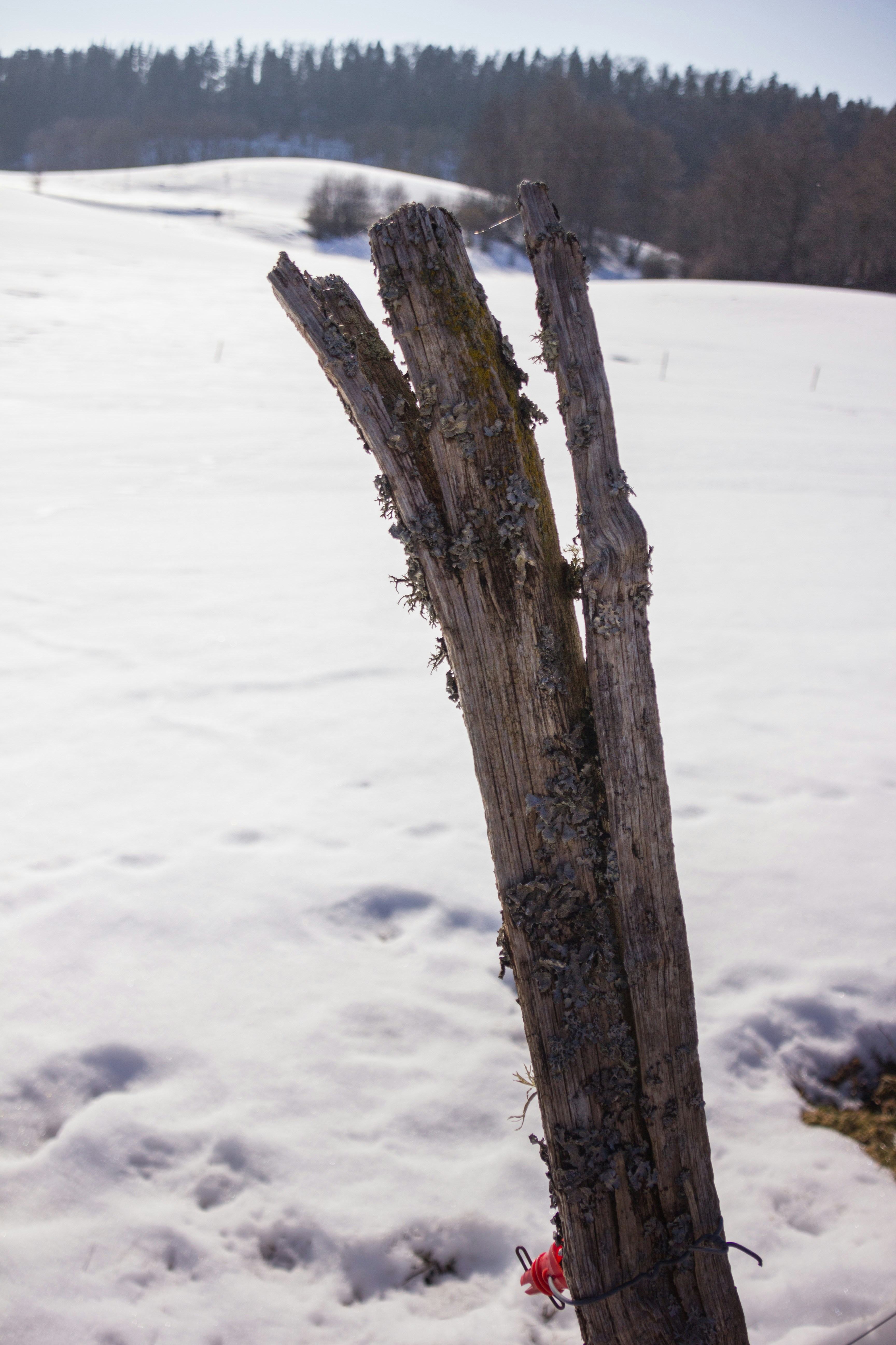 Weathered Fenceposts Stand Sentinel in a Snowbound Plain