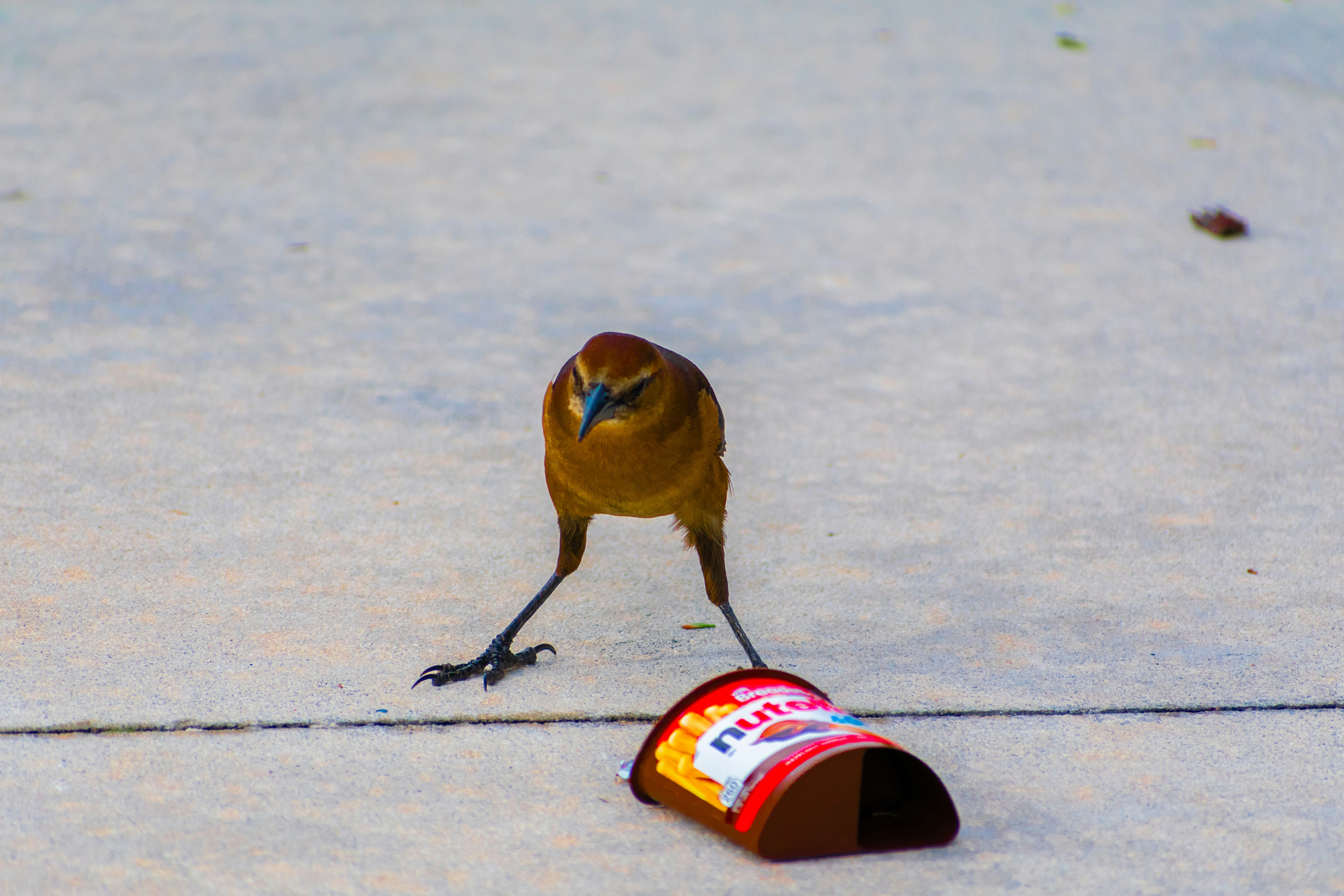 Pavement Perch: A Bold Songbird Faces a Fallen Nutella Cup