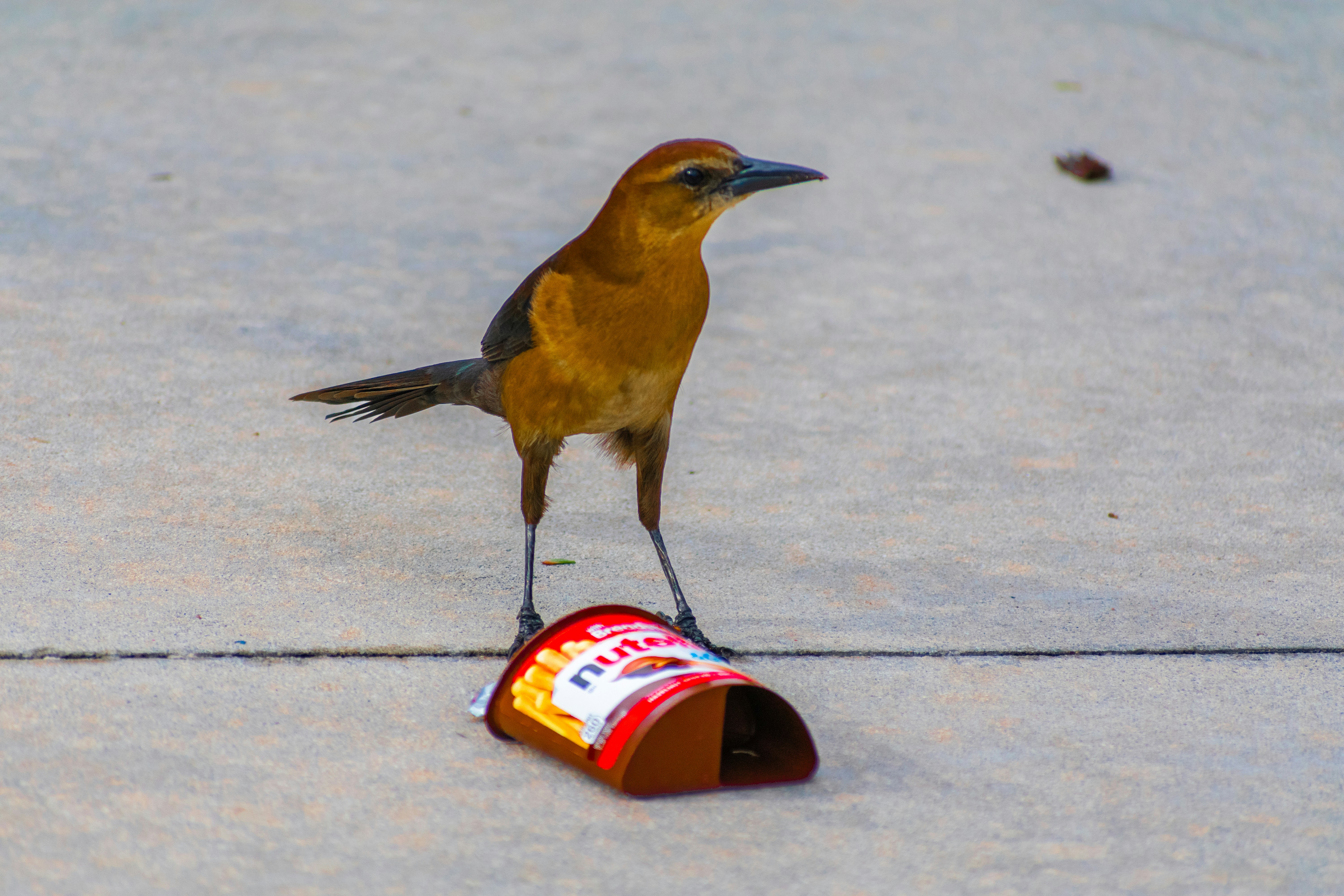 Photo by Robin Teng with Nikon D3400