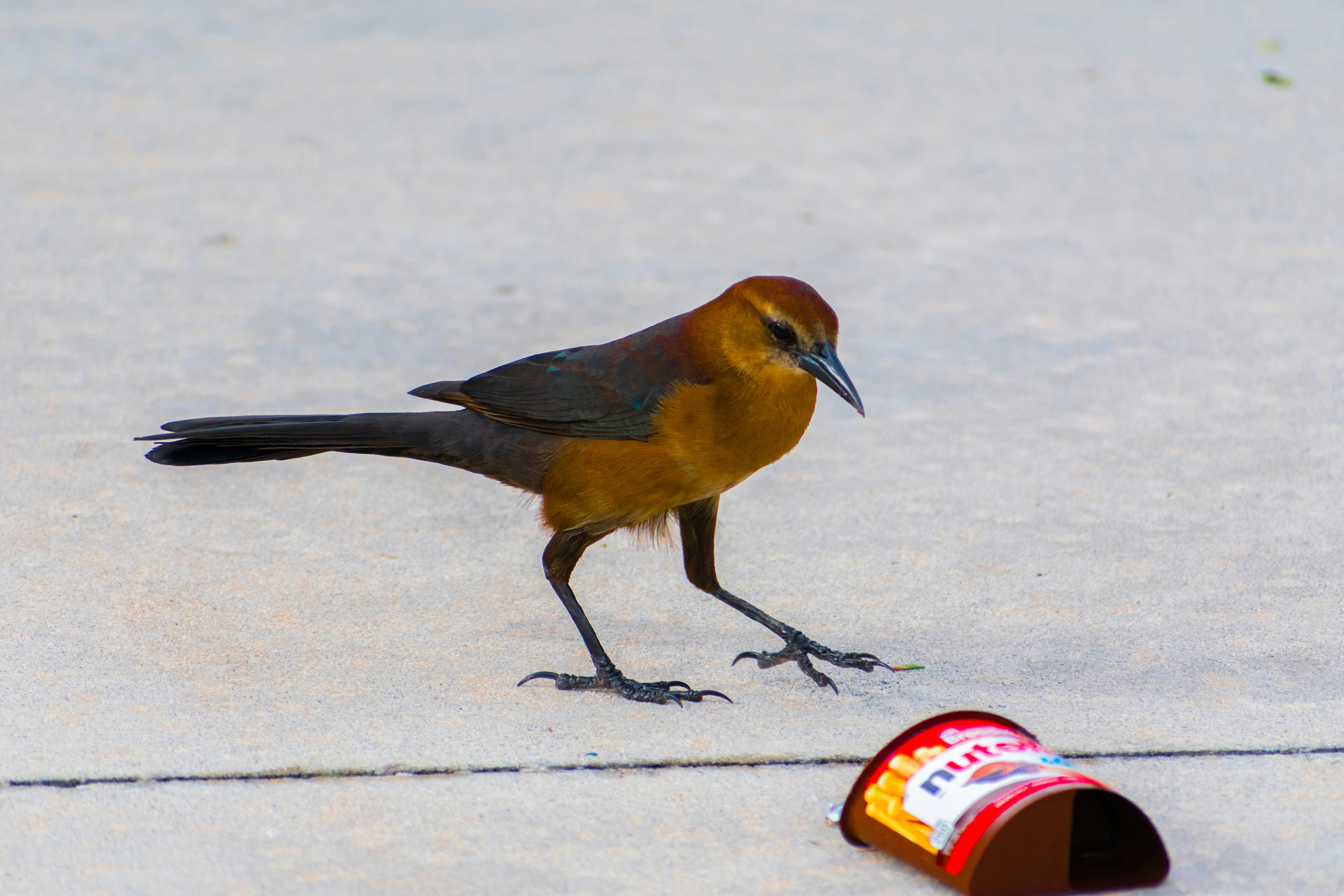 Amber-headed Scout on a Concrete Stage Beside a Displaced Snack Cup