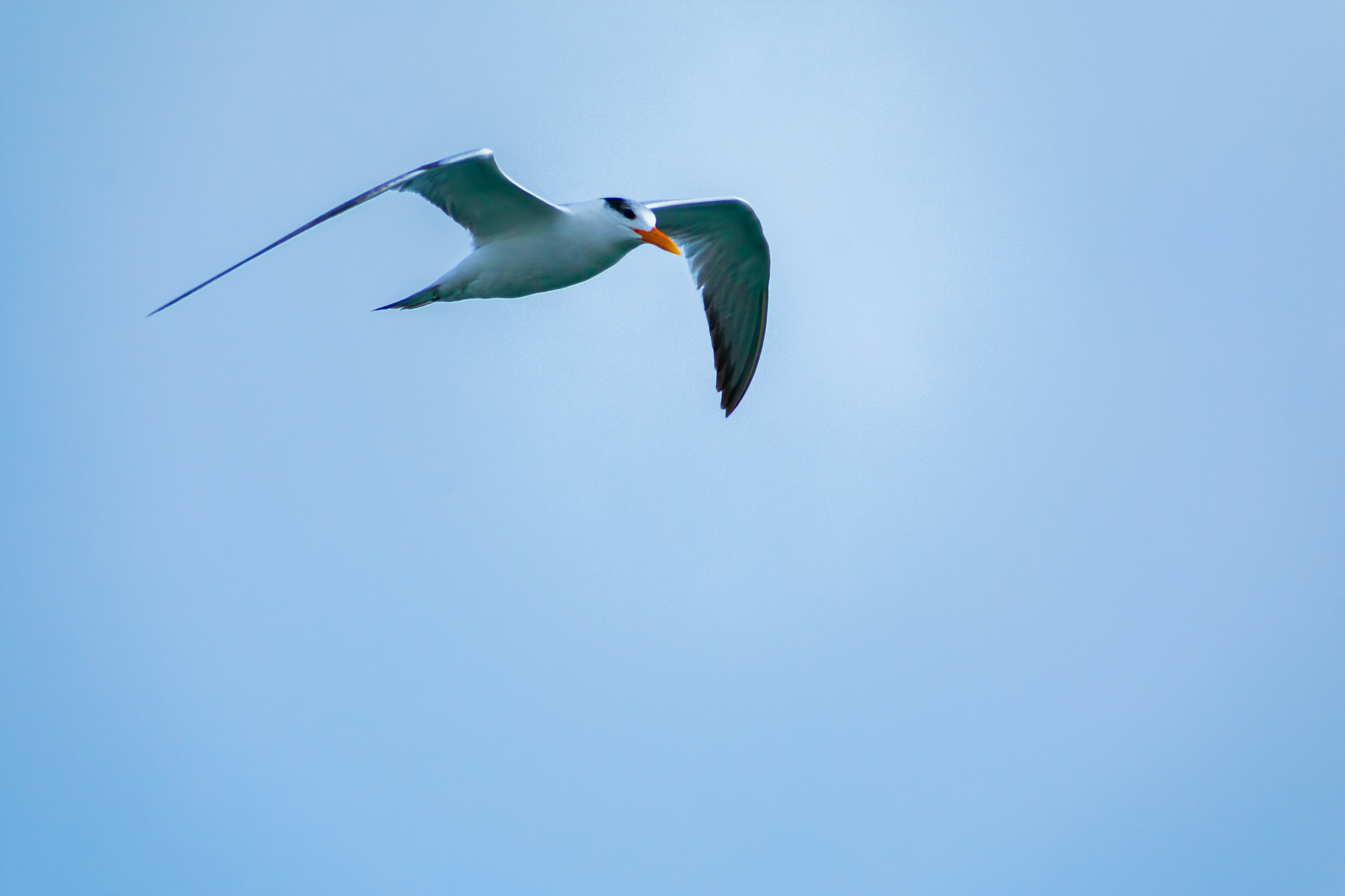 Wingbeat in Wide Blue: a tern carves the calm sky