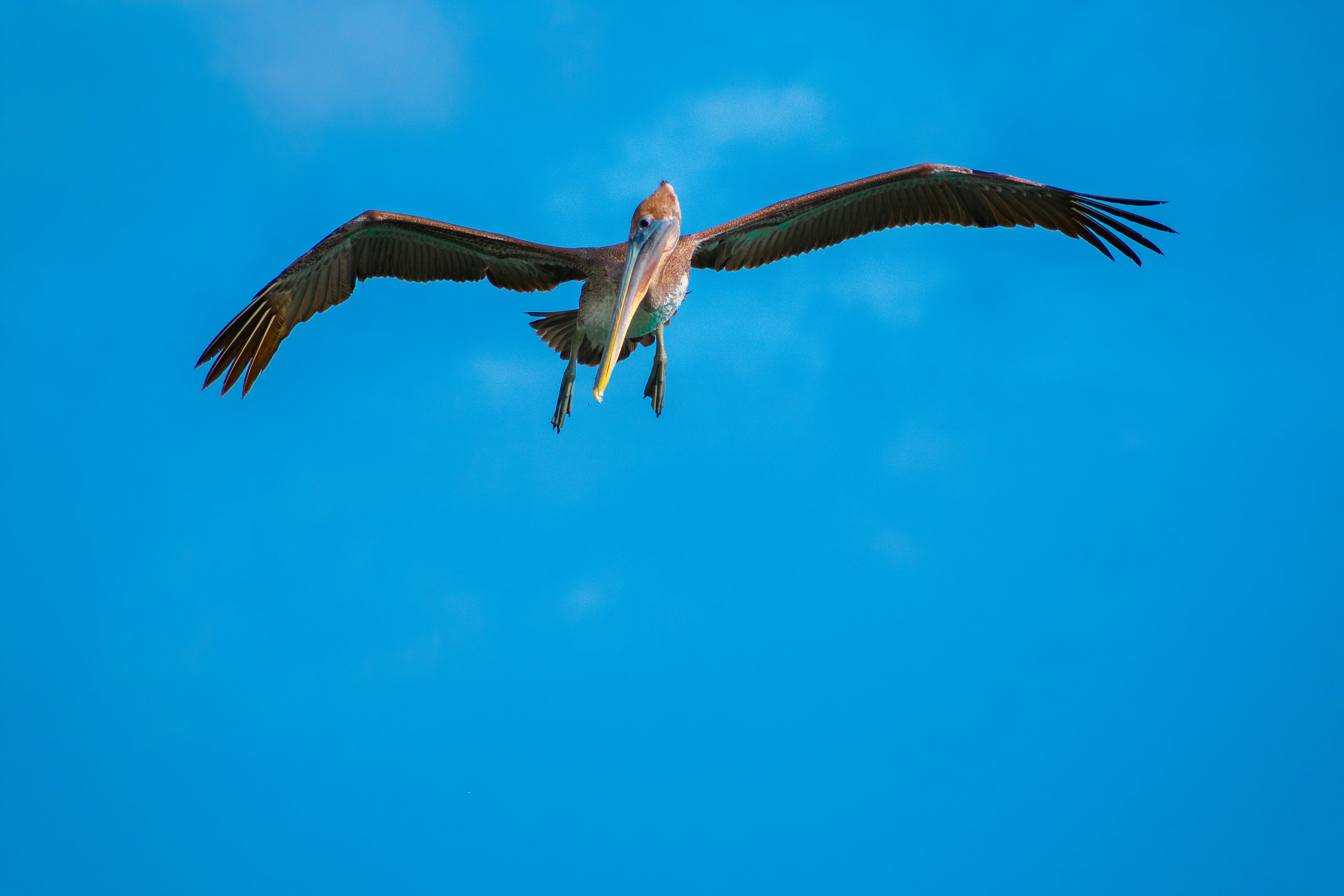 Pelican in Full Flight Against a Cerulean Sky