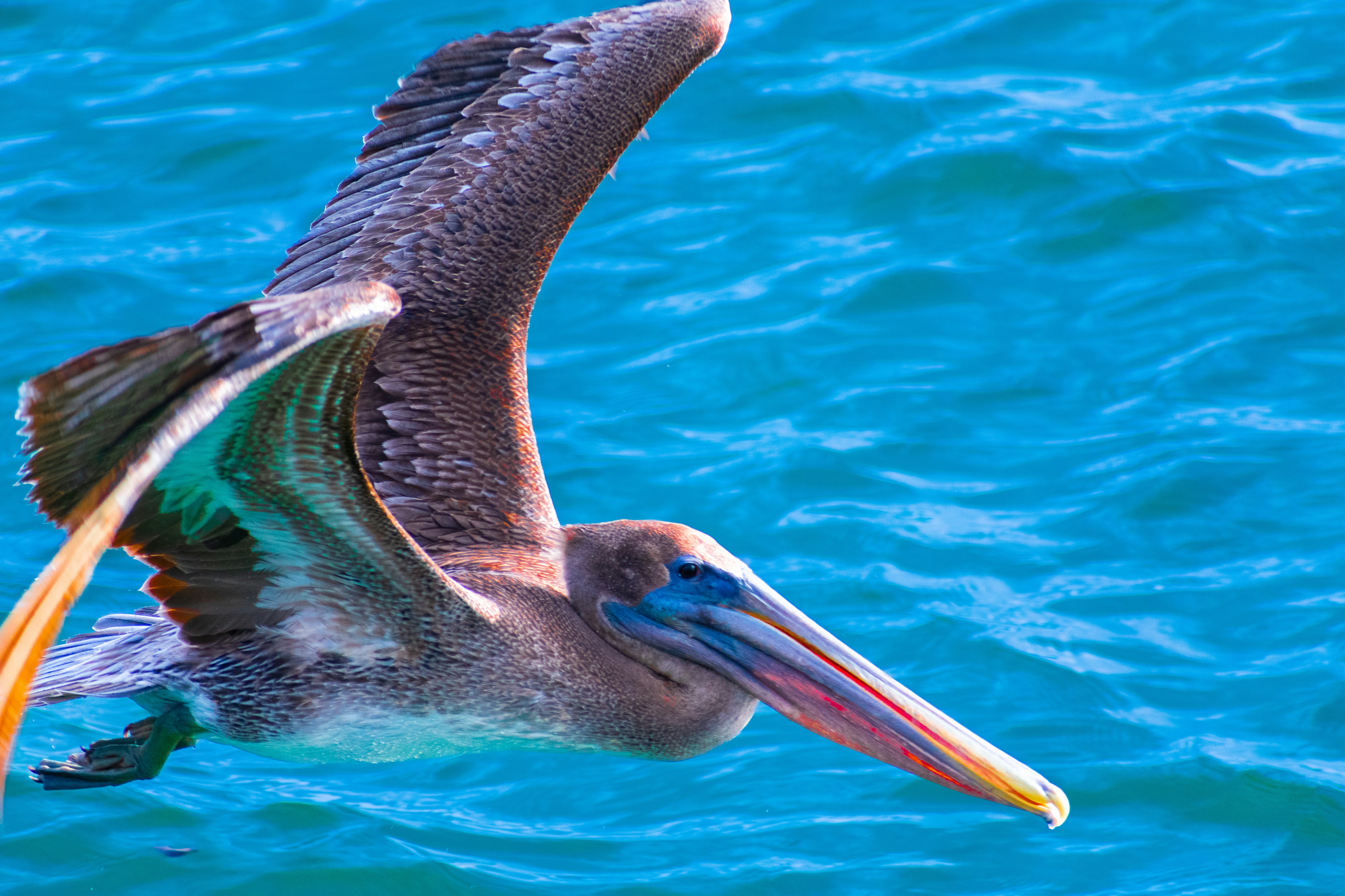 Winged Glide Over Turquoise Waves: A Pelican in Flight