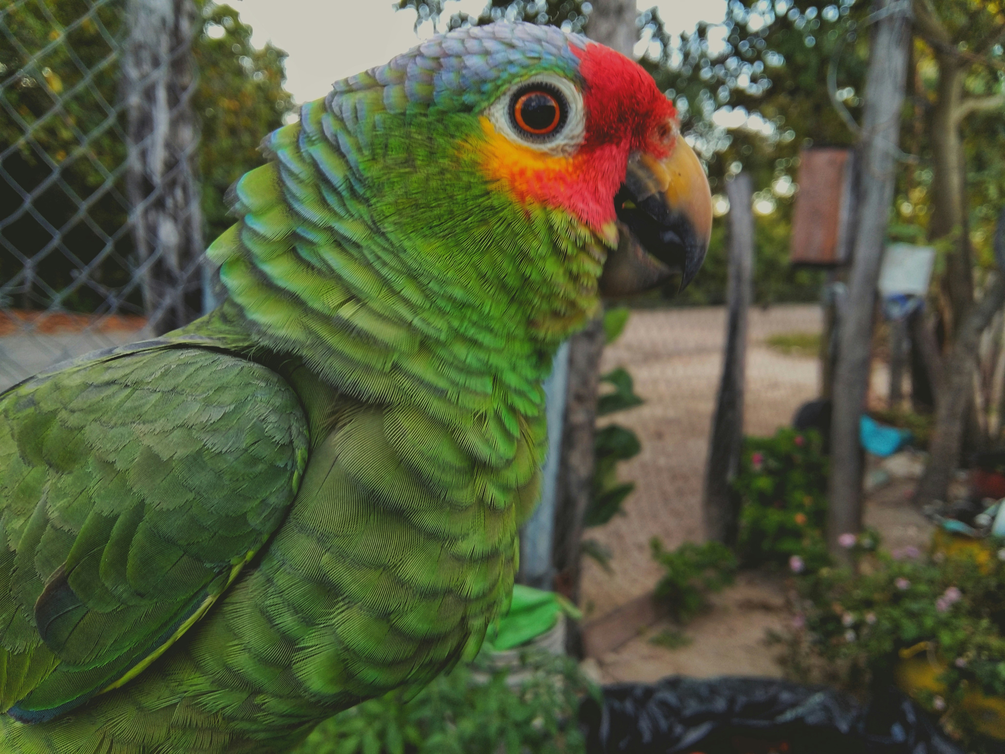 Vibrant Red-Fronted Parrot Stares Down the Camera in a Garden
