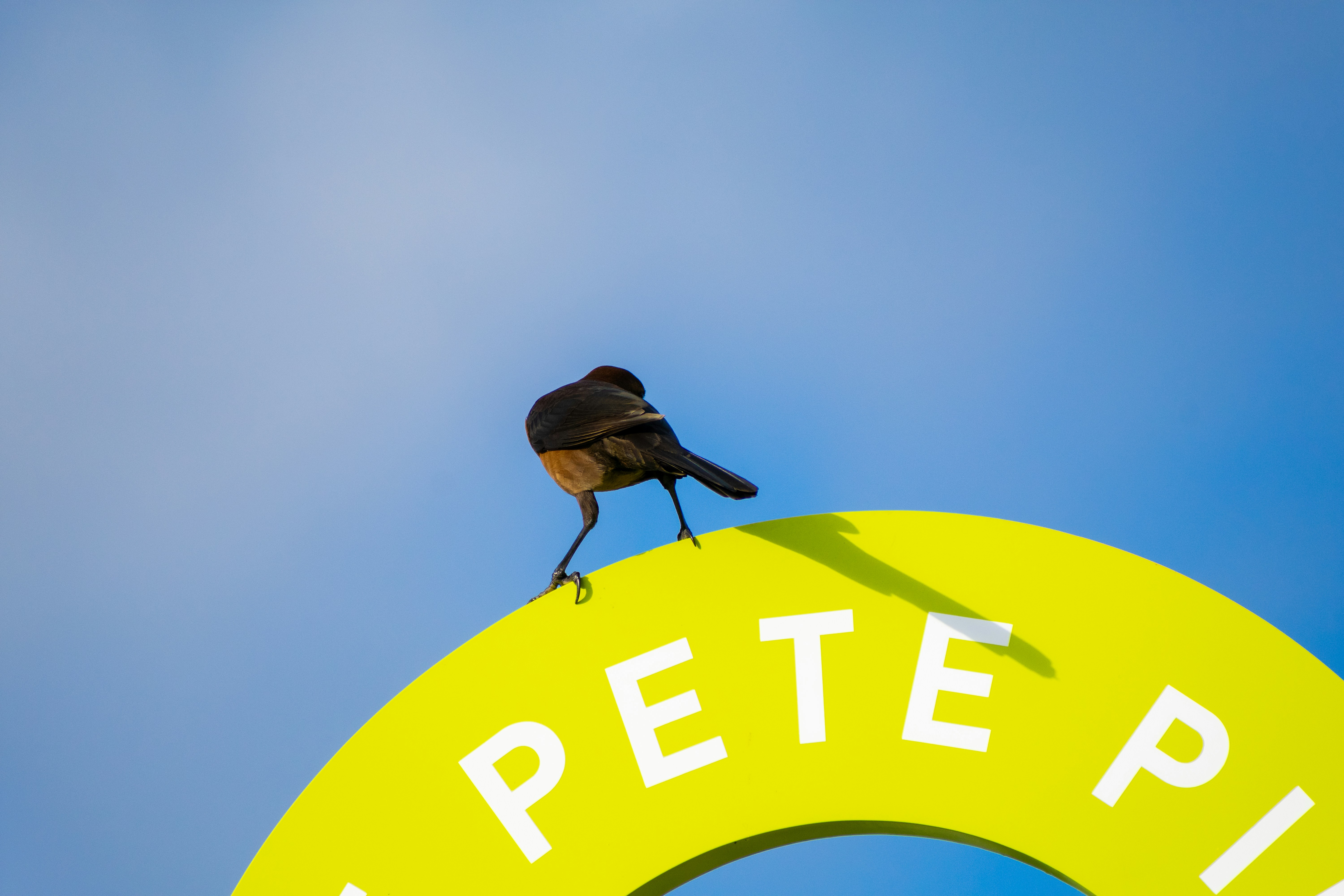 Bird Perch on a Bright Signtop Under a Clear Sky